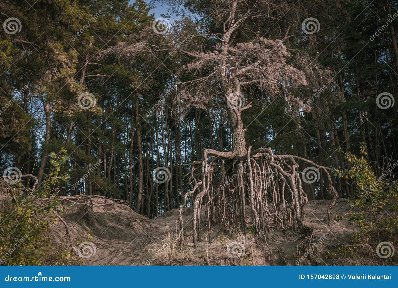 Dry Pine Tree with Unusual Roots in a Forest. Root System Stock Photo ...