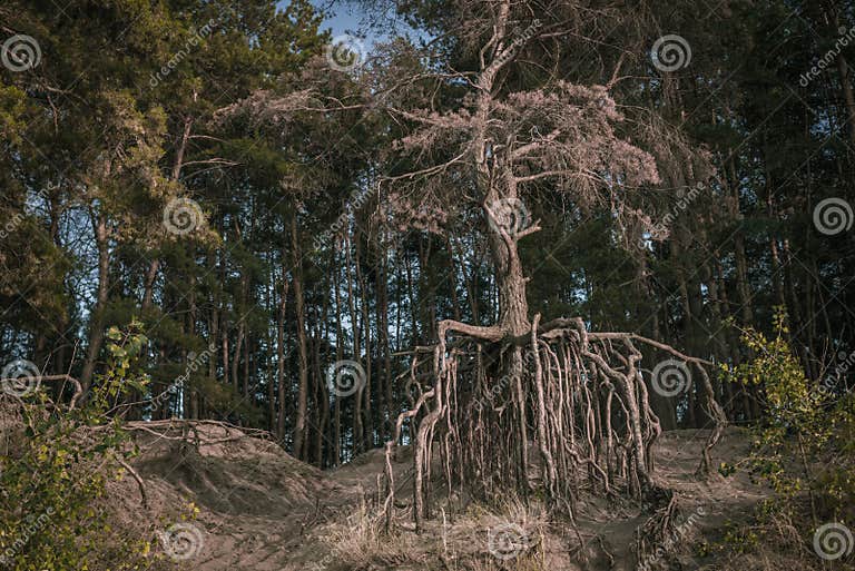 Dry Pine Tree with Unusual Roots in a Forest. Root System Stock Photo ...