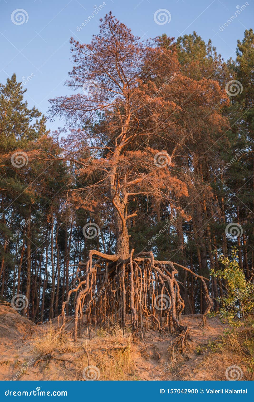 Dry Pine Tree with Unusual Roots in a Forest. Root System Stock Photo ...