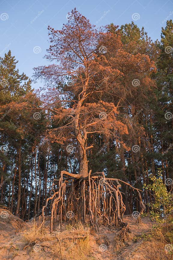 Dry Pine Tree with Unusual Roots in a Forest. Root System Stock Photo ...