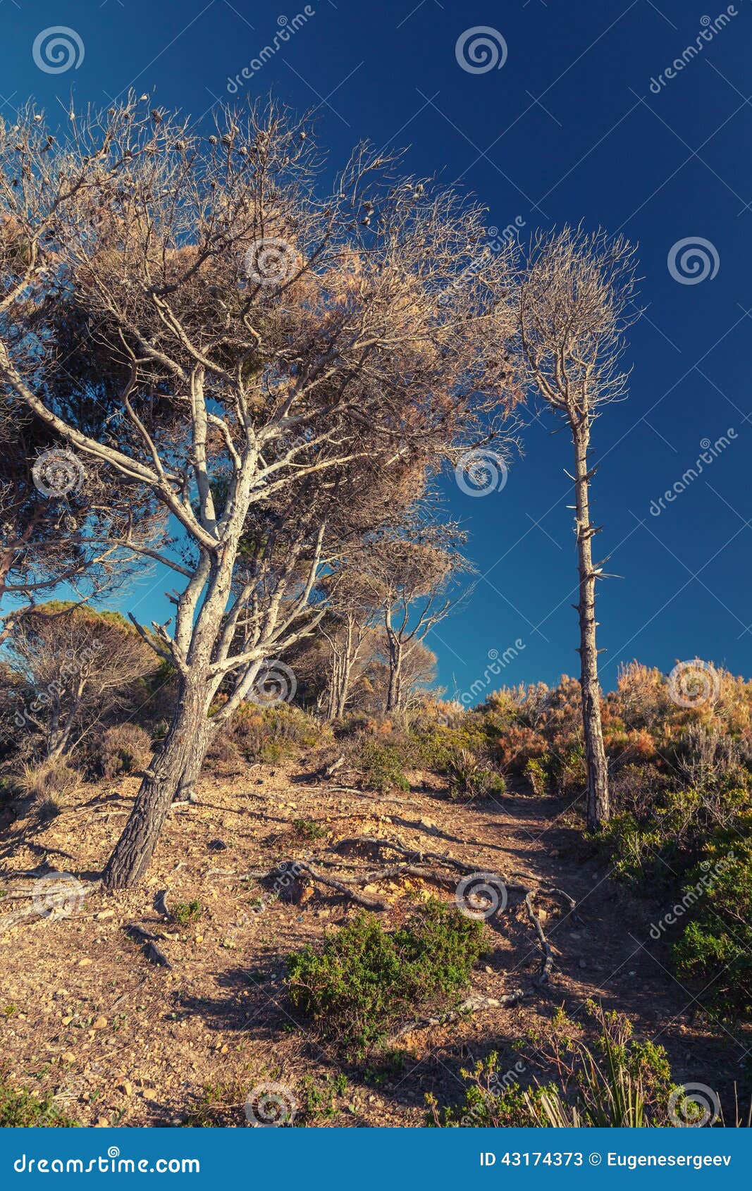 Dry Pine Trees and Blue Sky. Coastal Forest Landscape. Moro Stock Image ...