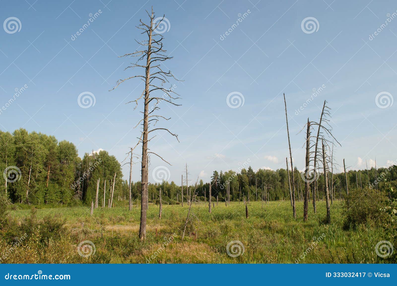 Dry Pine Trees at the Forest Edge Stock Image - Image of tourism ...