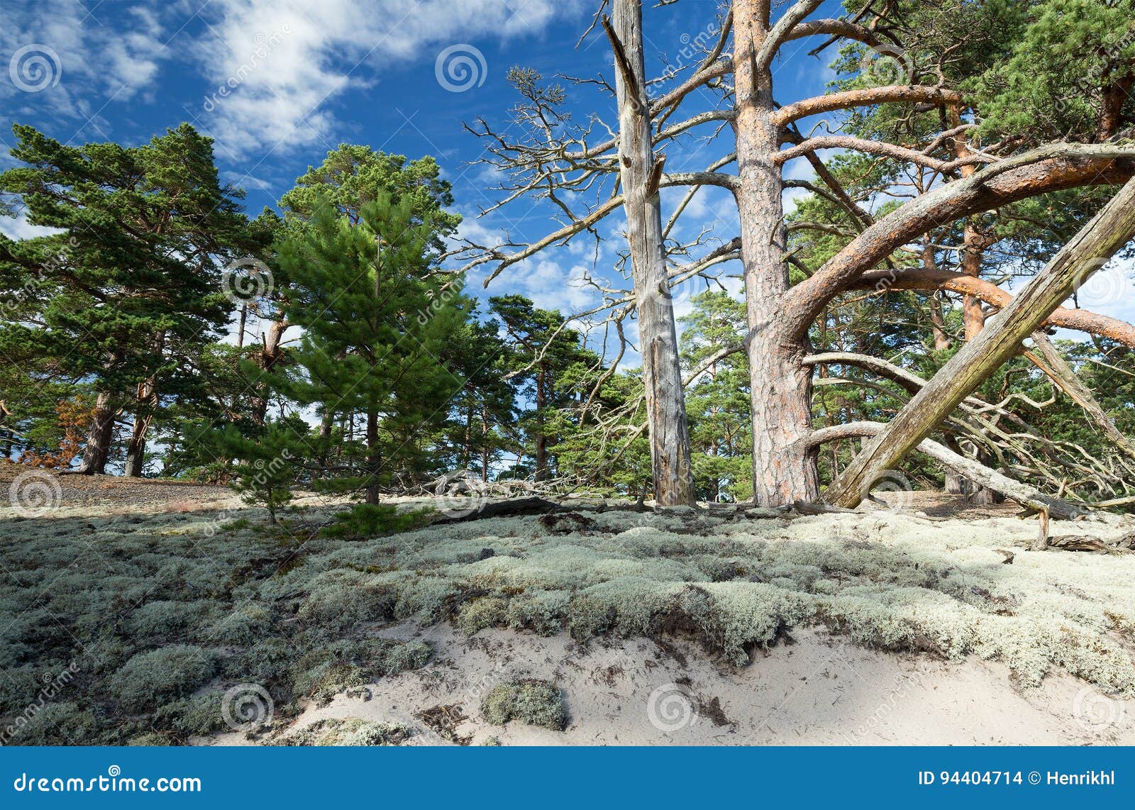 Dry Pine Trees in Sandy Environment Stock Photo - Image of sand, nature ...