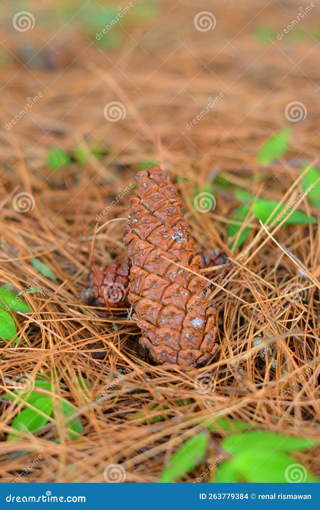 Dry Pinecones that Fall To the Ground Along with Their Branches Stock ...