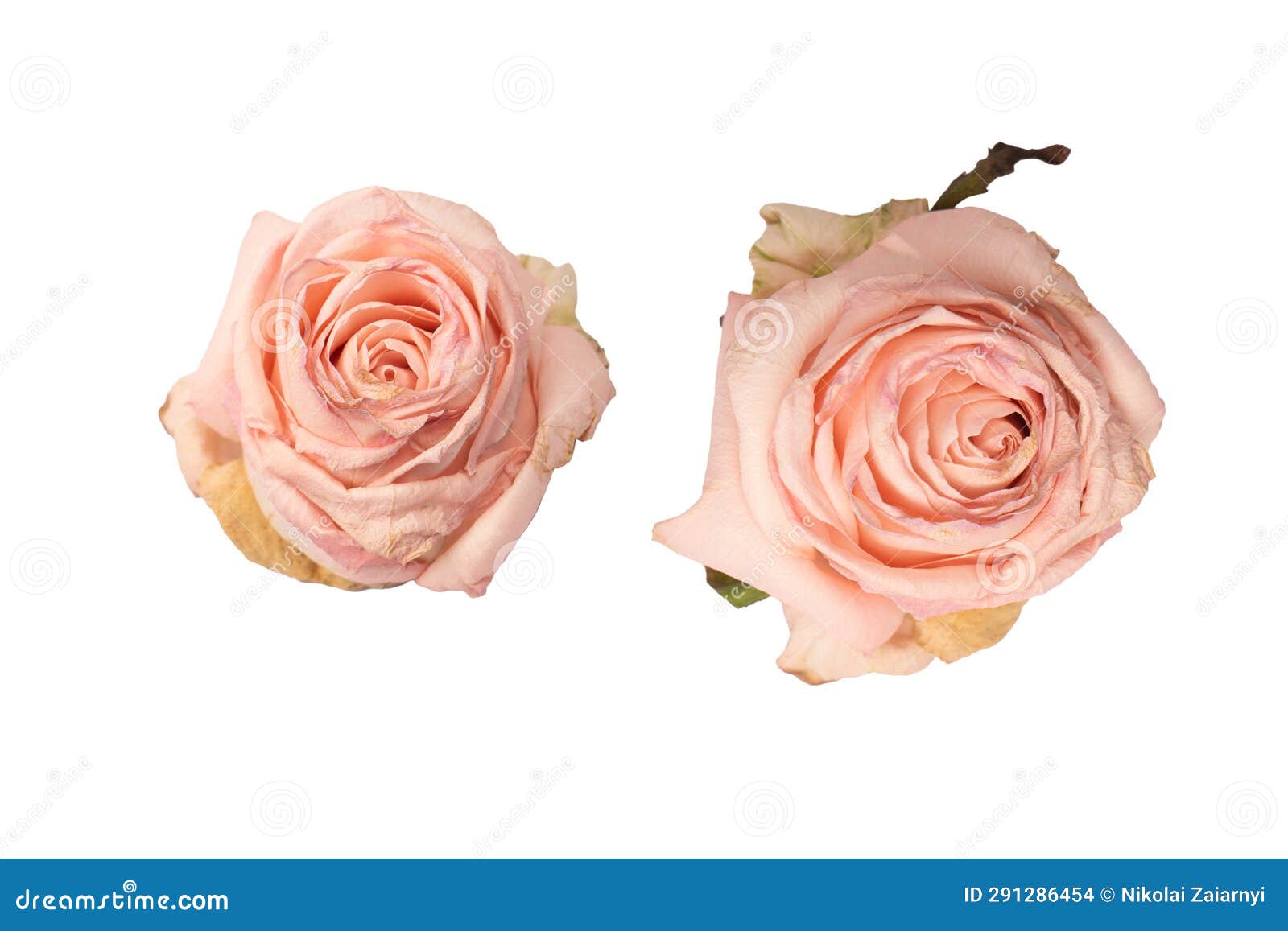 Dry Pink Rose Isolated on a White Background Stock Photo - Image of ...