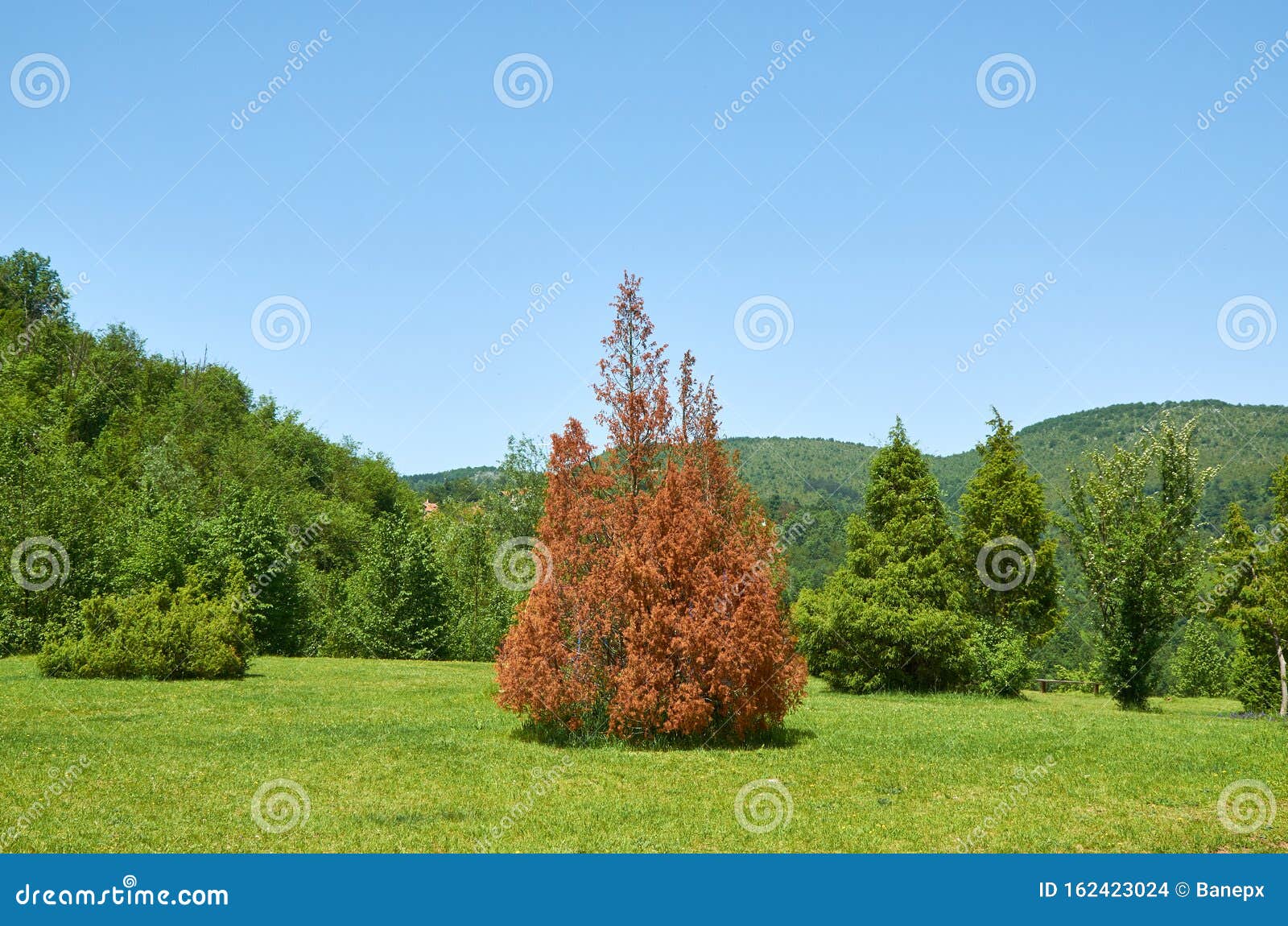 Dry pinnacle tree stock photo. Image of ground, scenery - 162423024