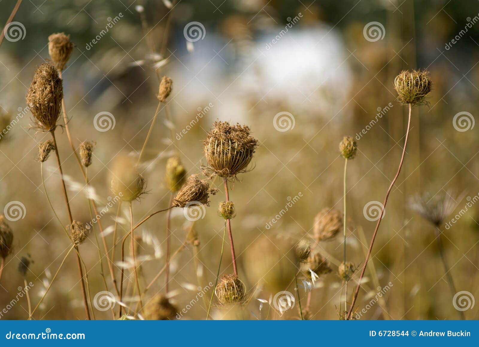 Dry plant 1 stock photo. Image of deciduous, wind, field - 6728544