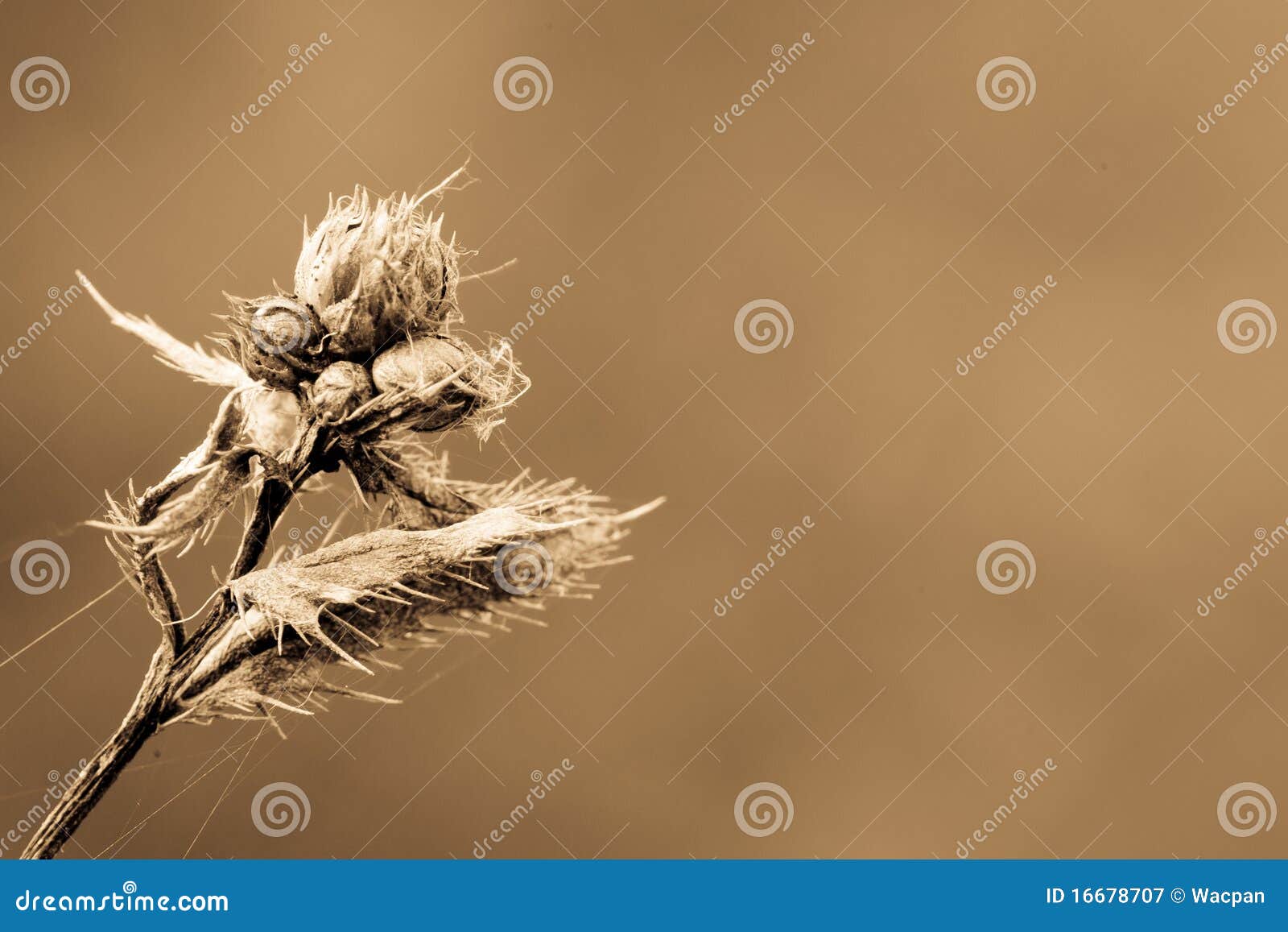 Dry plant stock image. Image of decline, loss, contrast - 16678707