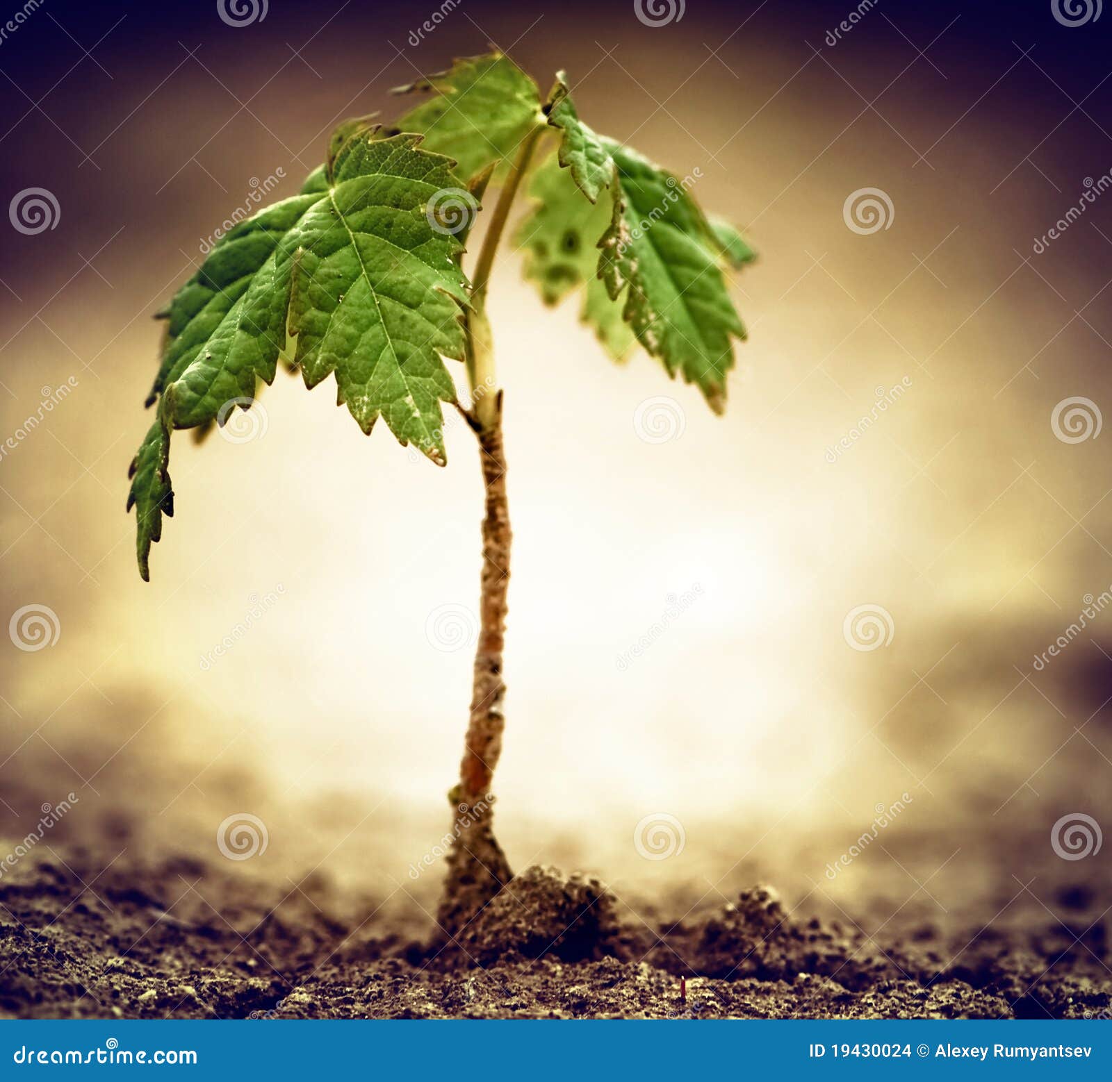 Dry plant stock photo. Image of natural, tree, colors - 19430024
