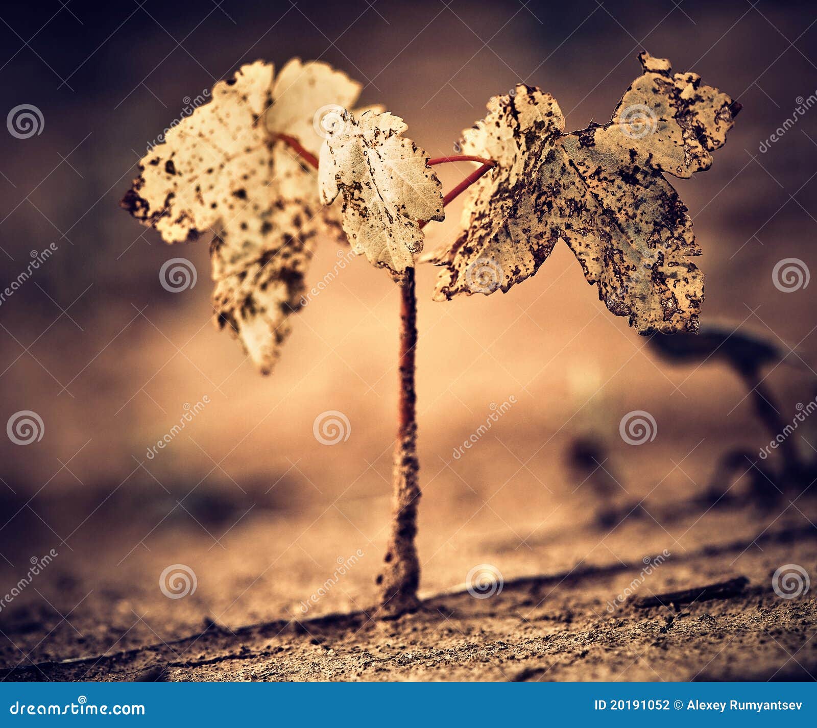 Dry plant stock photo. Image of sunlight, floral, botany - 20191052
