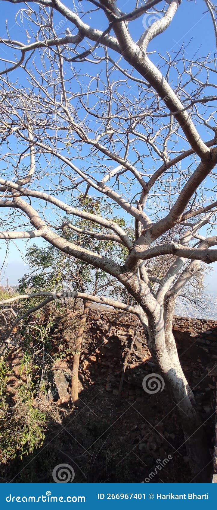 A dry tree stock image. Image of plant, woodland, forest - 266967401