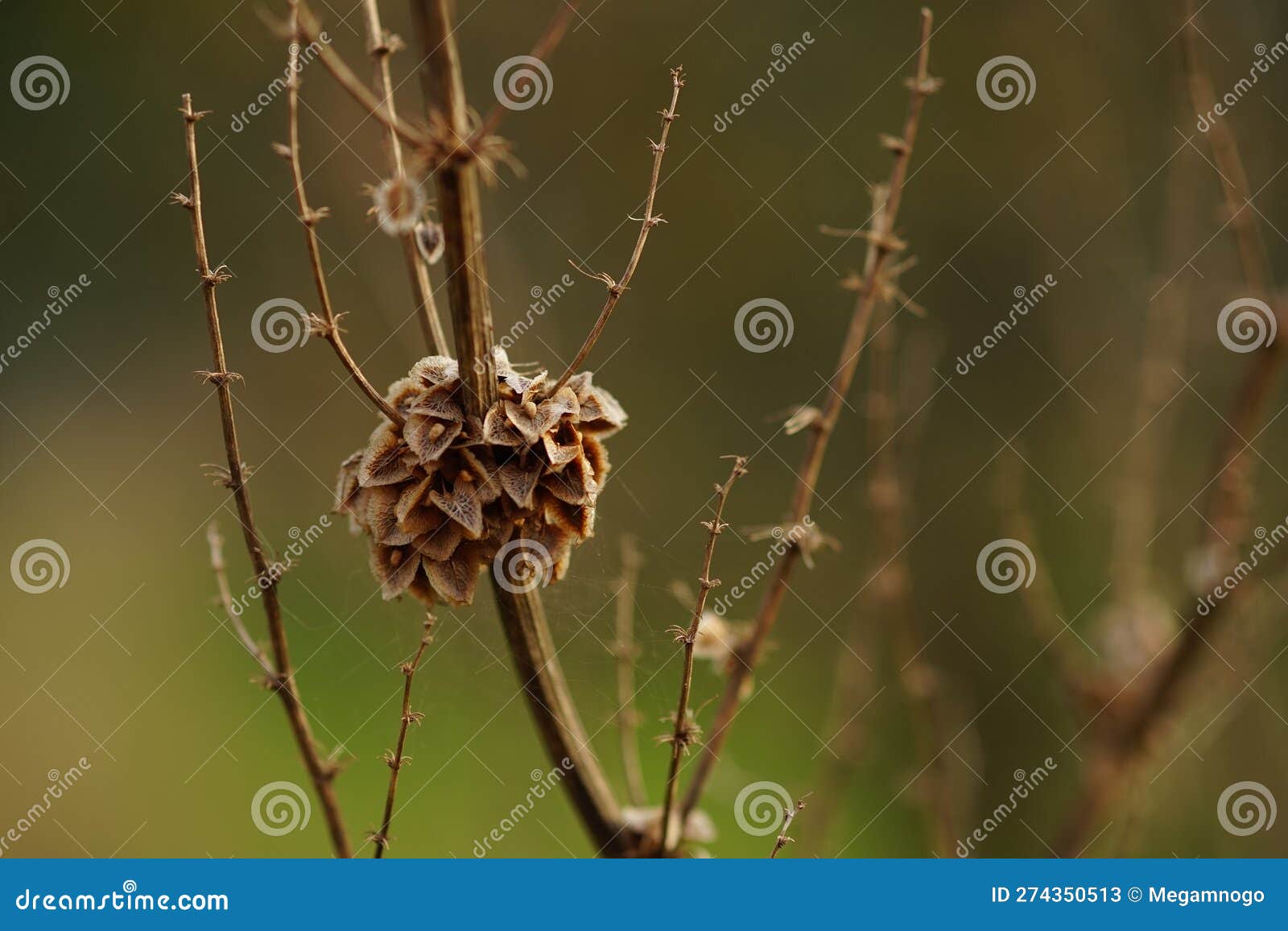 Dry Plant Bush with Thin Branches Growing in the Field Stock Image ...