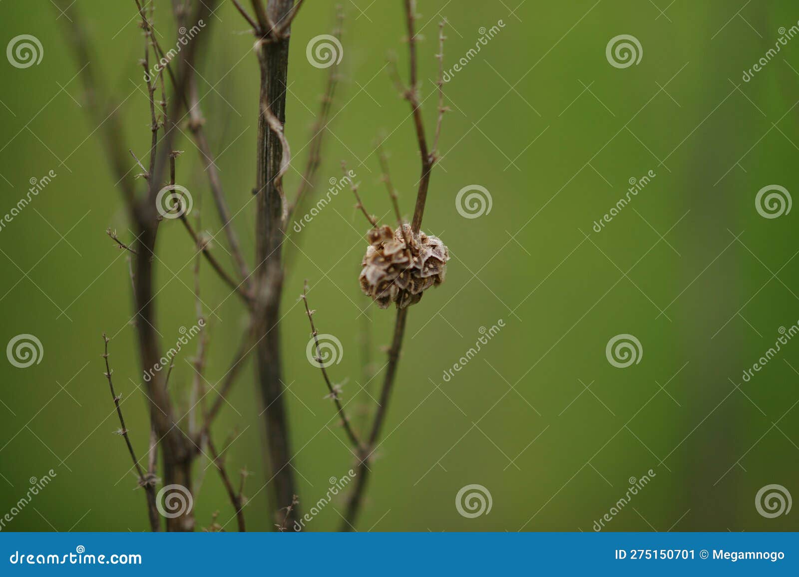 Dry Plant Bush with Thin Branches Growing in the Field Stock Image ...