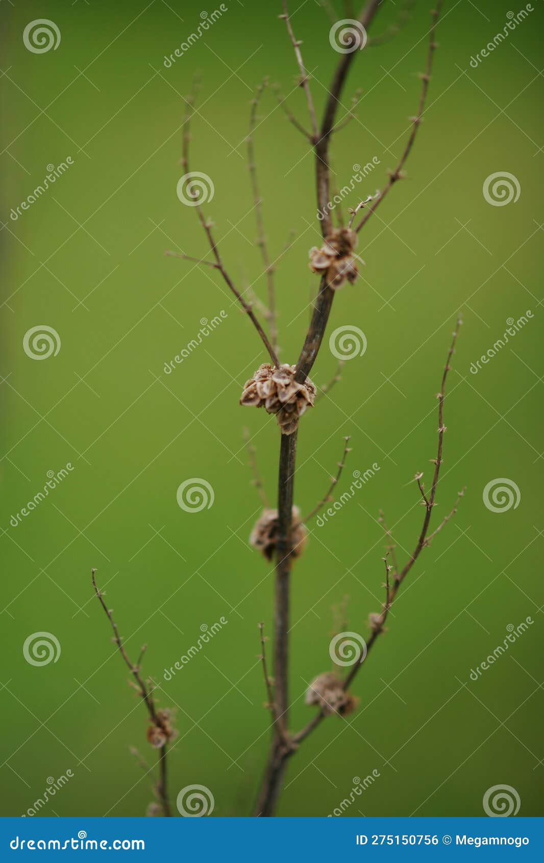 Dry Plant Bush with Thin Branches Growing on Green Background Stock ...