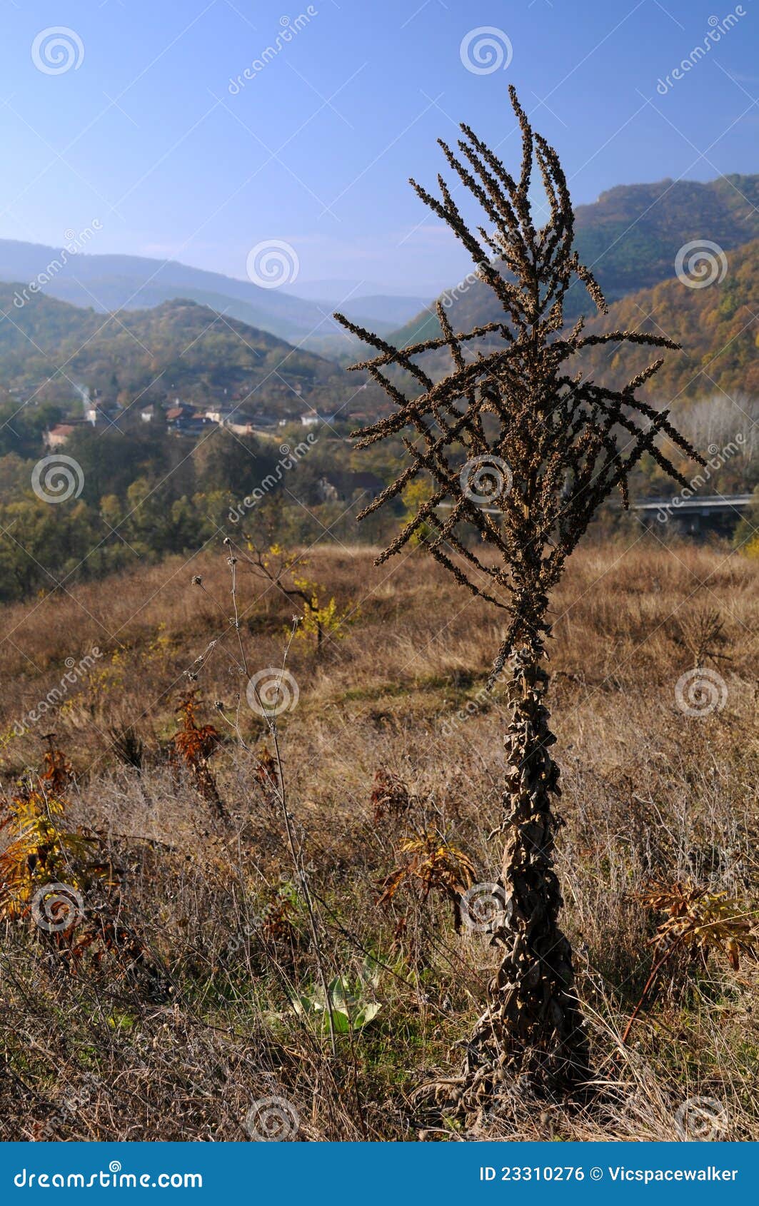 Dry Plant in the Fall stock photo. Image of autumn, vegetation - 23310276