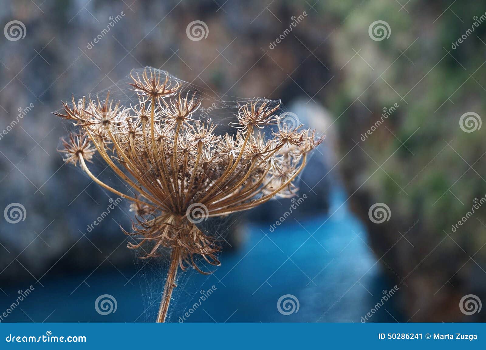 Dry plant. stock image. Image of sunny, italy, makro - 50286241