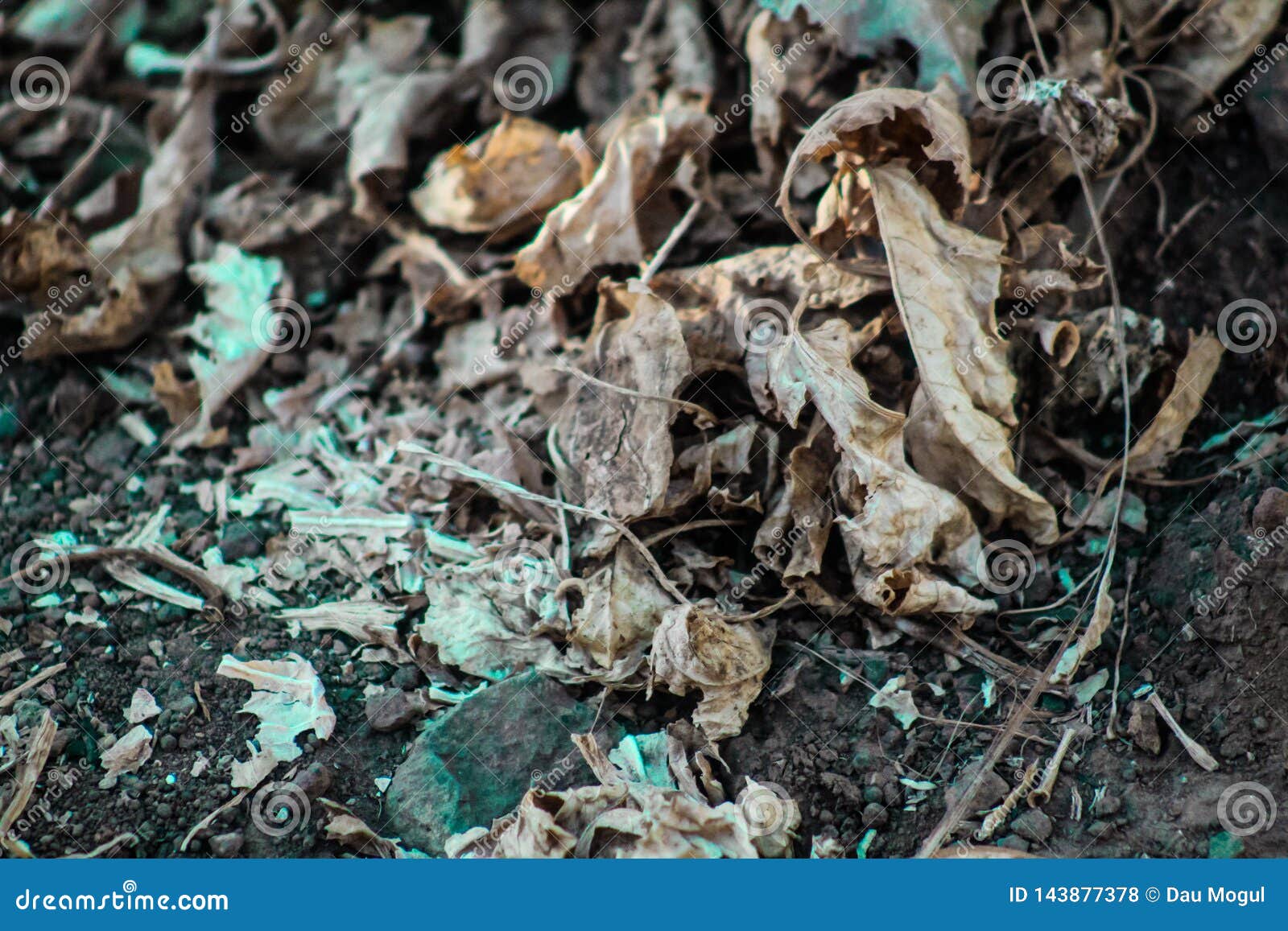 Dry Plant Leaves on the Earths Surface Stock Photo - Image of leaves ...