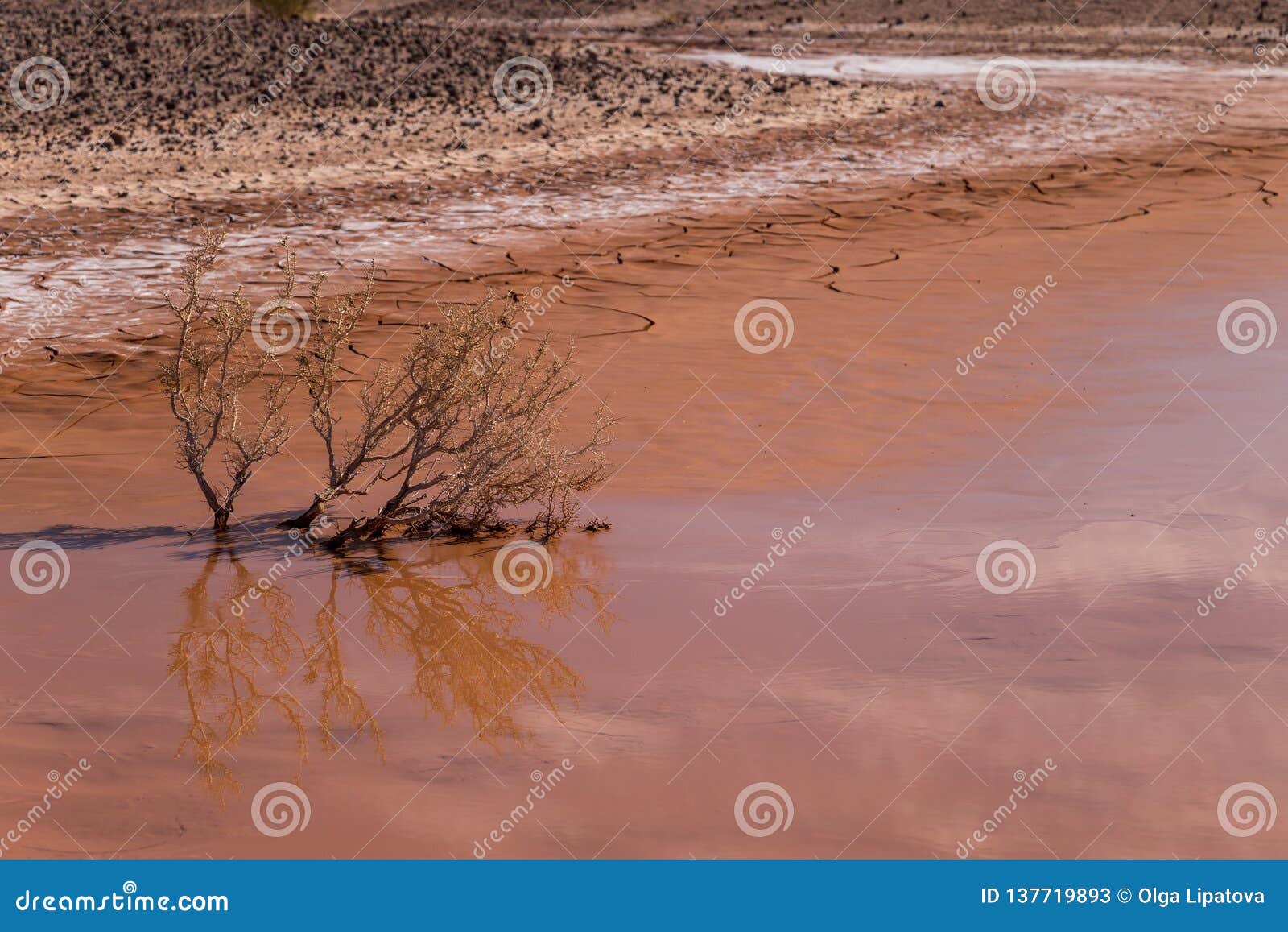 Dry Plant In A Puddle Of Water In A Desert Royalty-Free Stock Photo ...