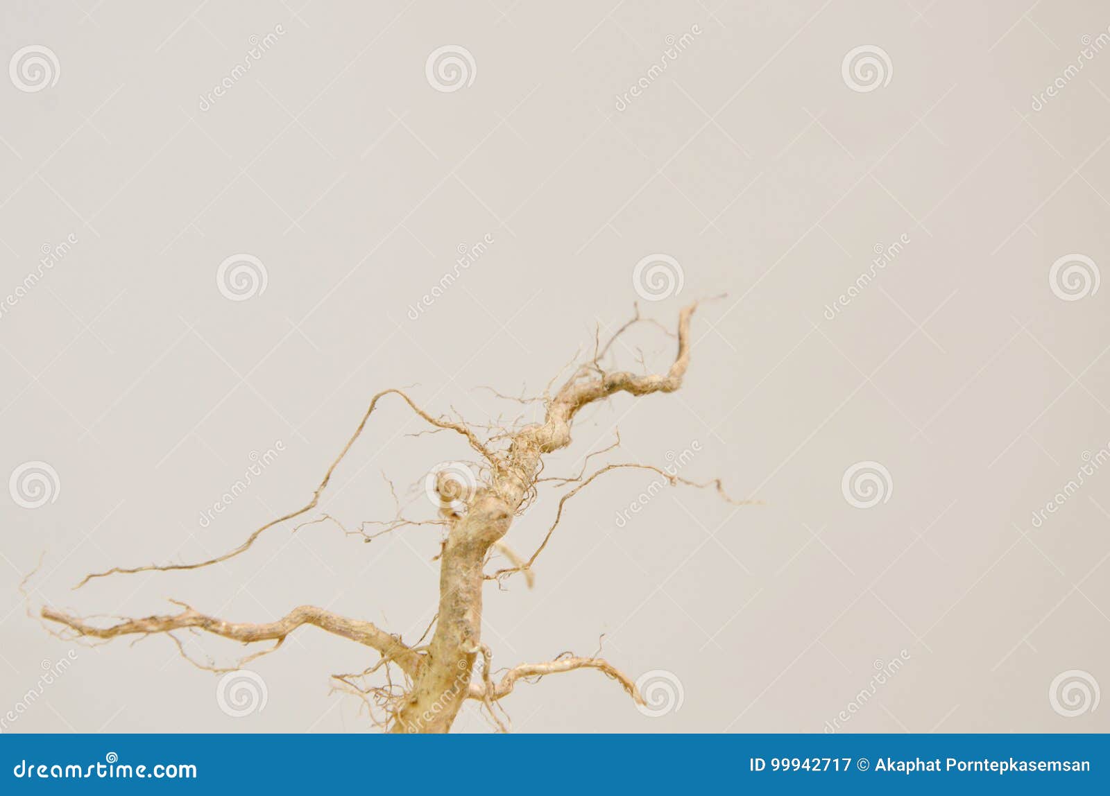 Dry plant root with curve stock image. Image of texture - 99942717