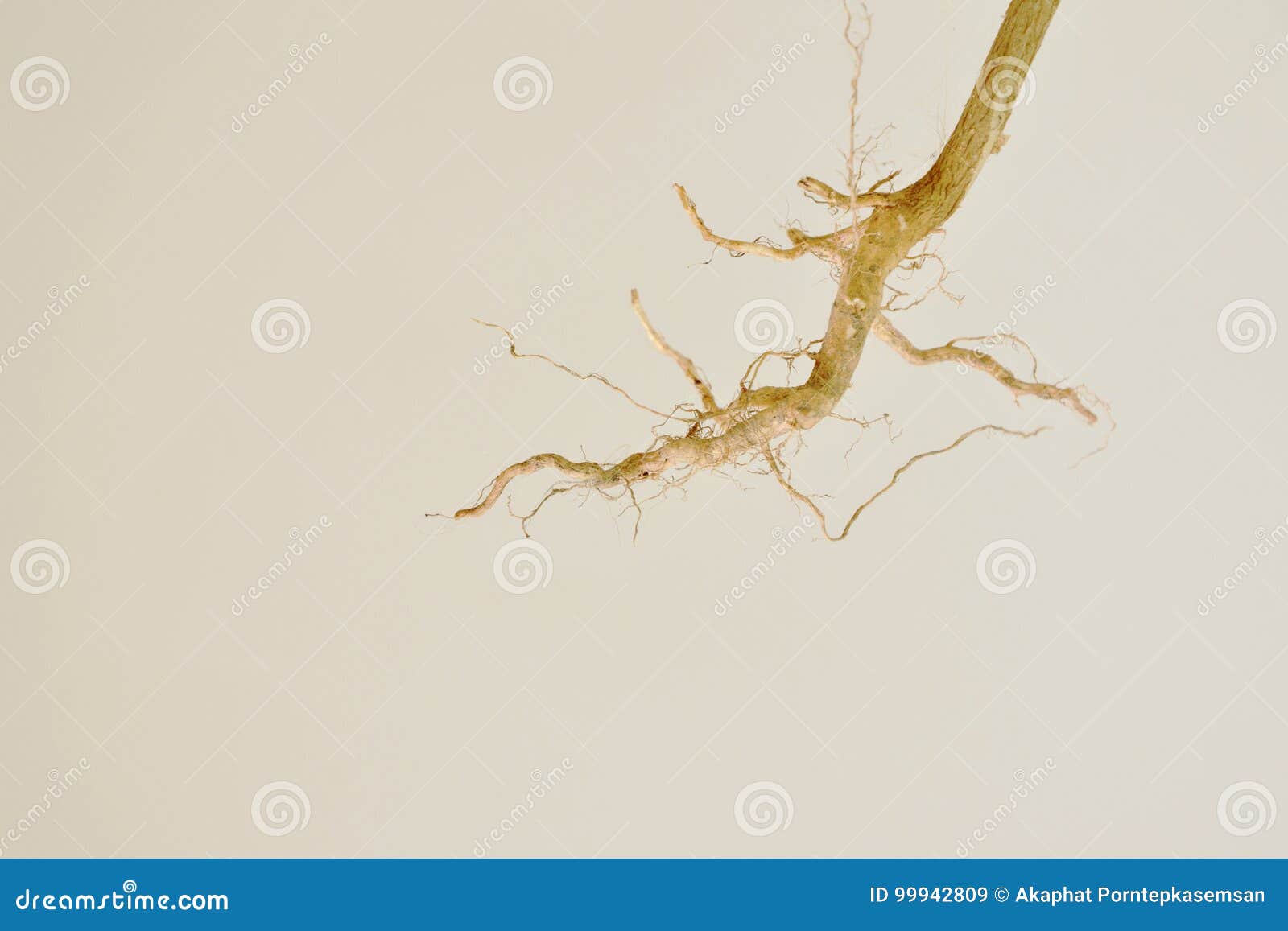 Dry plant root with curve stock image. Image of decay - 99942809