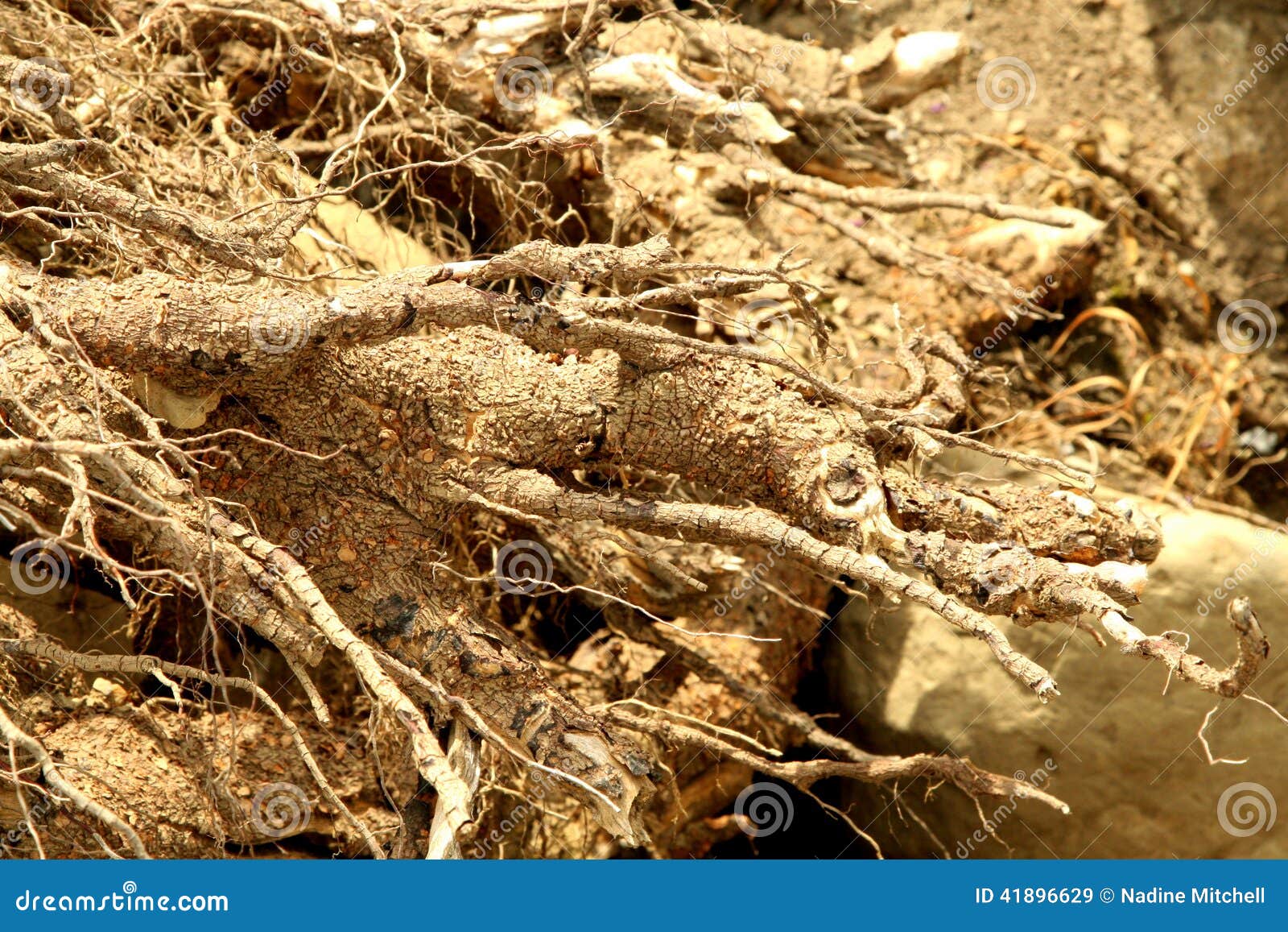 Dry plant roots stock image. Image of nature, tangle - 41896629