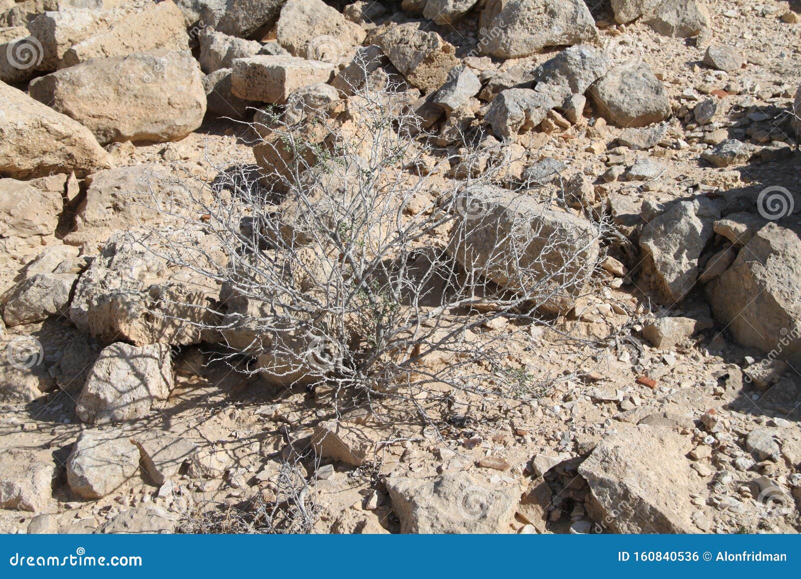 Dry Plant Shrub in the Desert Land Stock Photo - Image of backgrounds ...