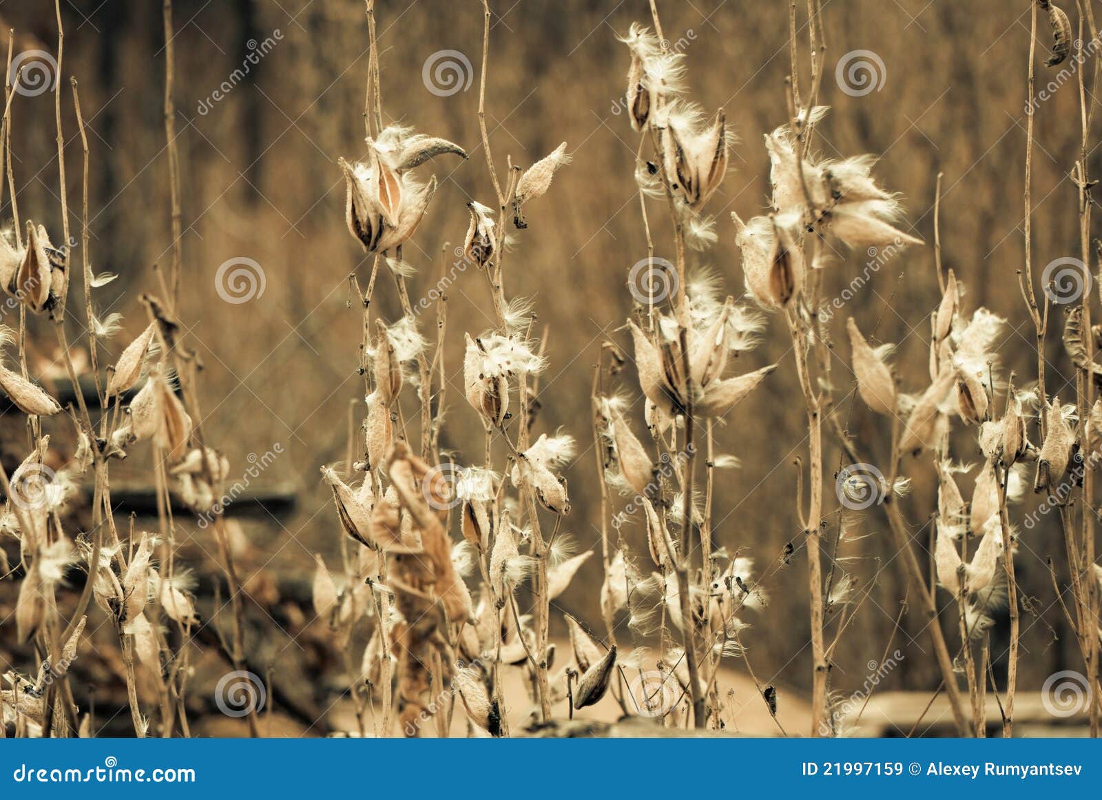 Dry plants stock image. Image of fields, leafs, nature - 21997159