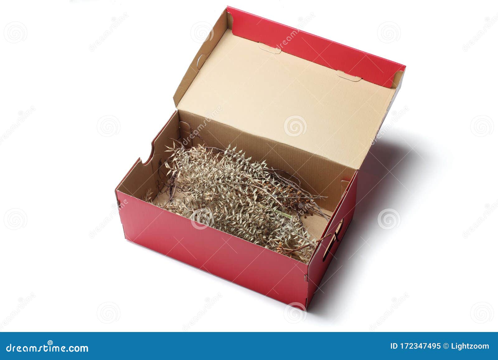 Dry Plants in Cardboard Box Stock Image - Image of stems, isolated ...