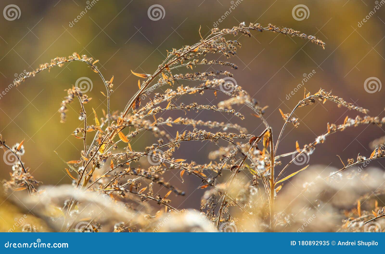 Dry Plants in Nature in the Fall Stock Image - Image of landscape ...