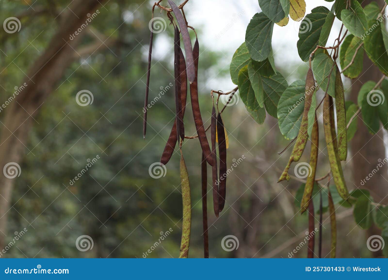 Dry pods hanging on a tree stock image. Image of forest - 257301433