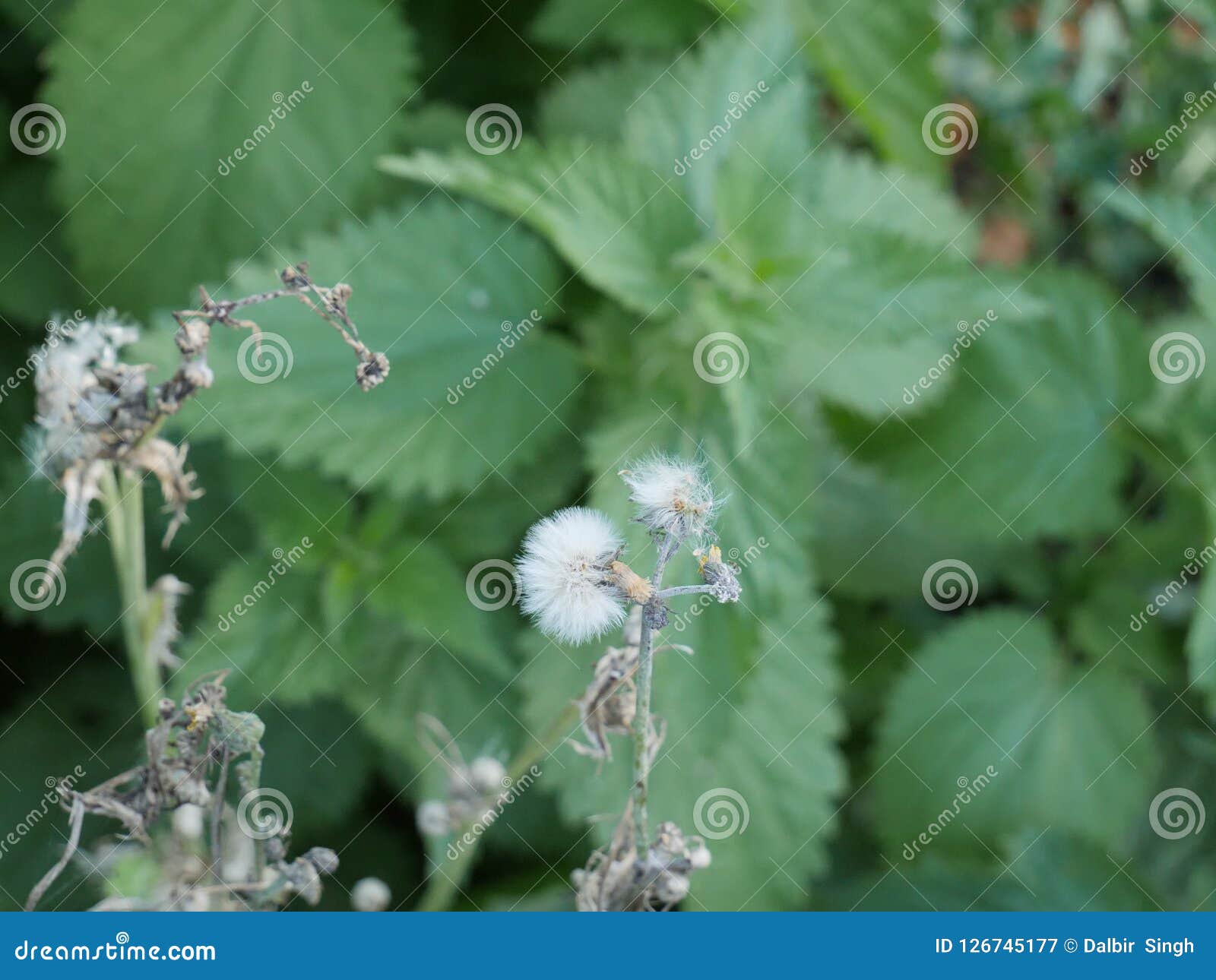 Dry pollen and flowers stock image. Image of clouds - 126745177