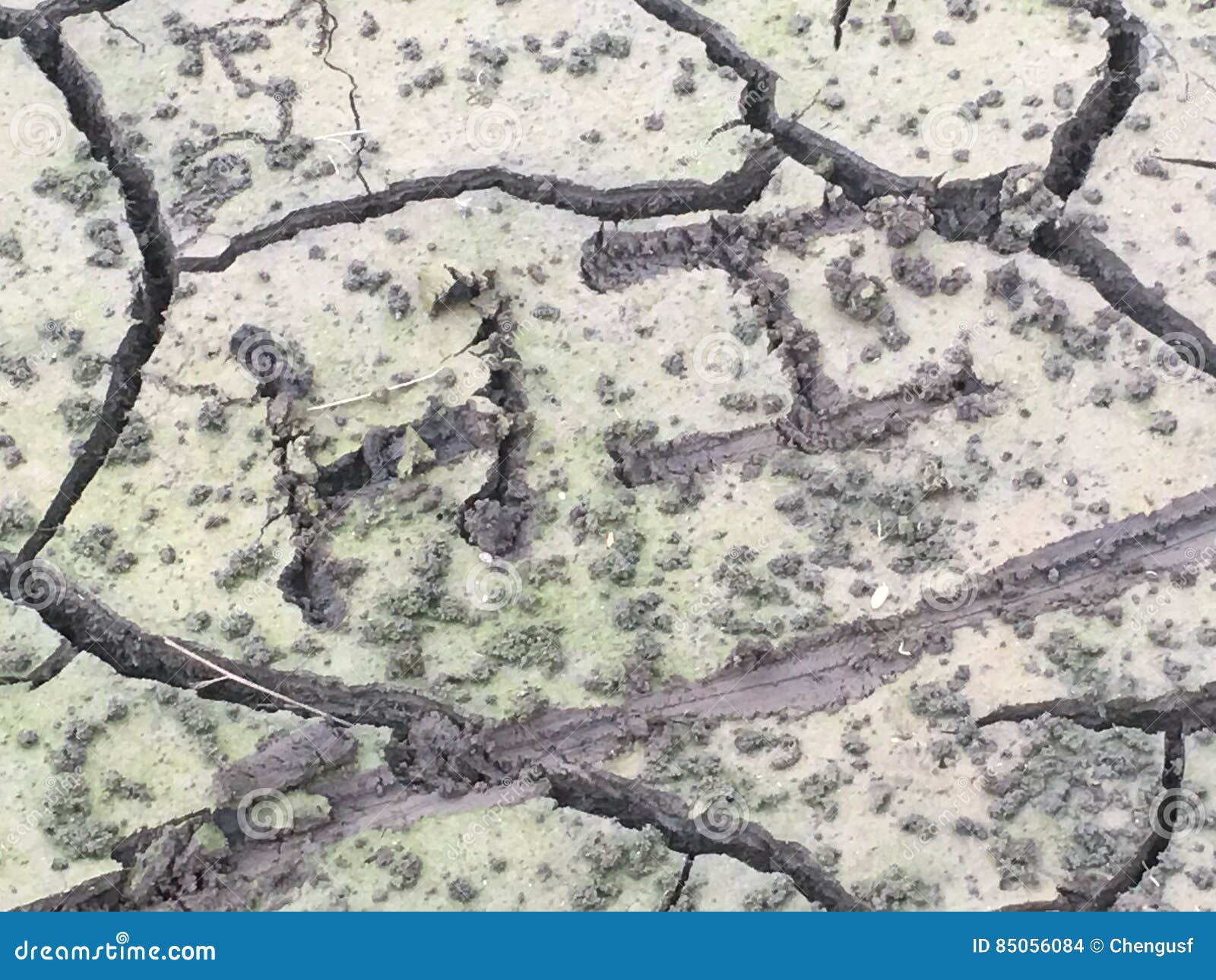 Dry pond in Florida stock photo. Image of lake, dried - 85056084