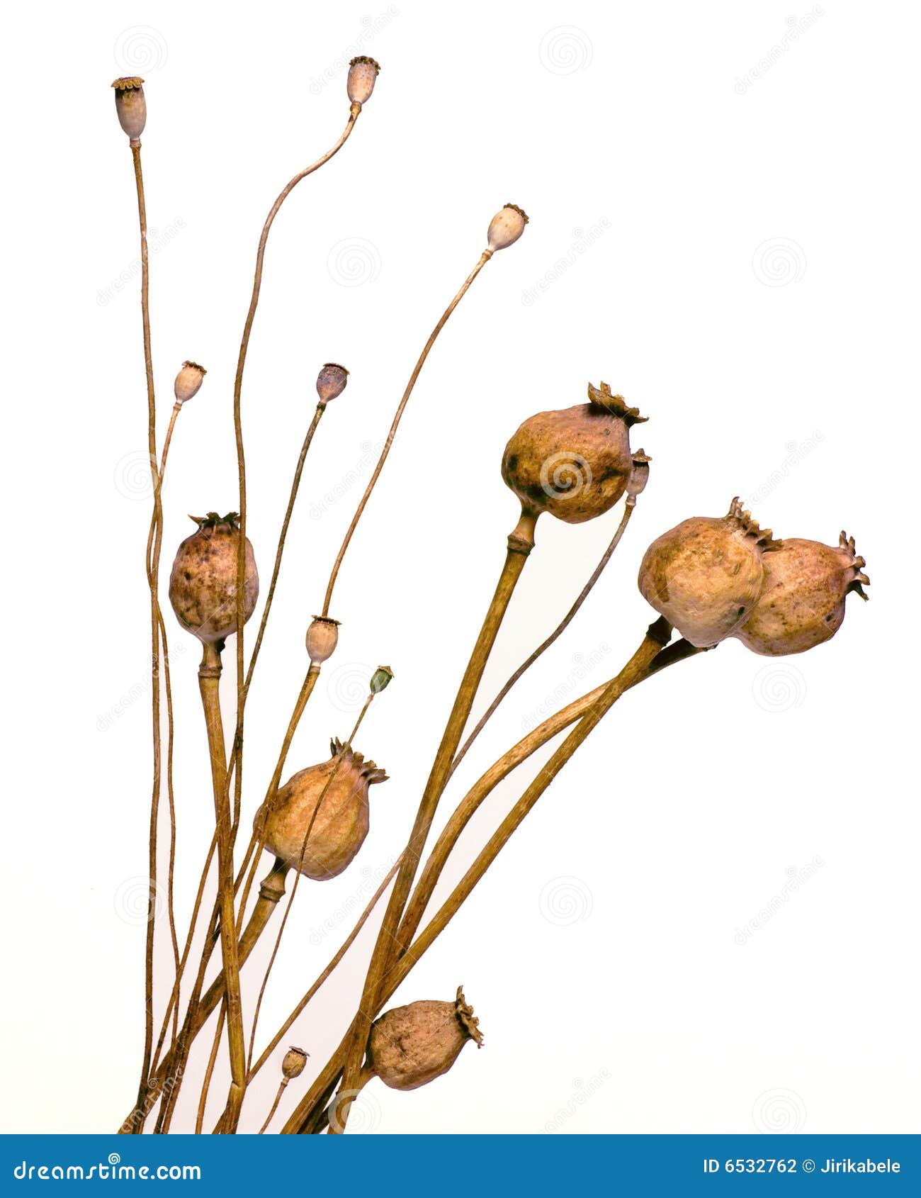 Dry poppies stock photo. Image of cultivation, floral - 6532762