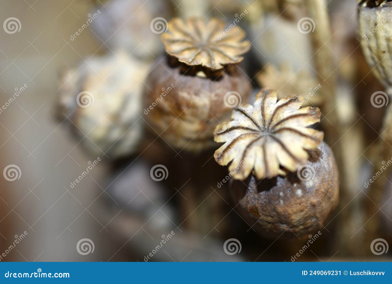 Dry Poppy Boxes Decorative Herbarium Close-up Stock Image - Image of ...