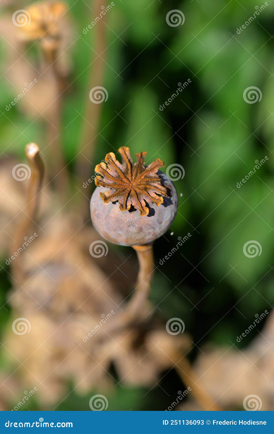 Dry Poppy Capsules, Poppy Fruit Stock Image - Image of close ...