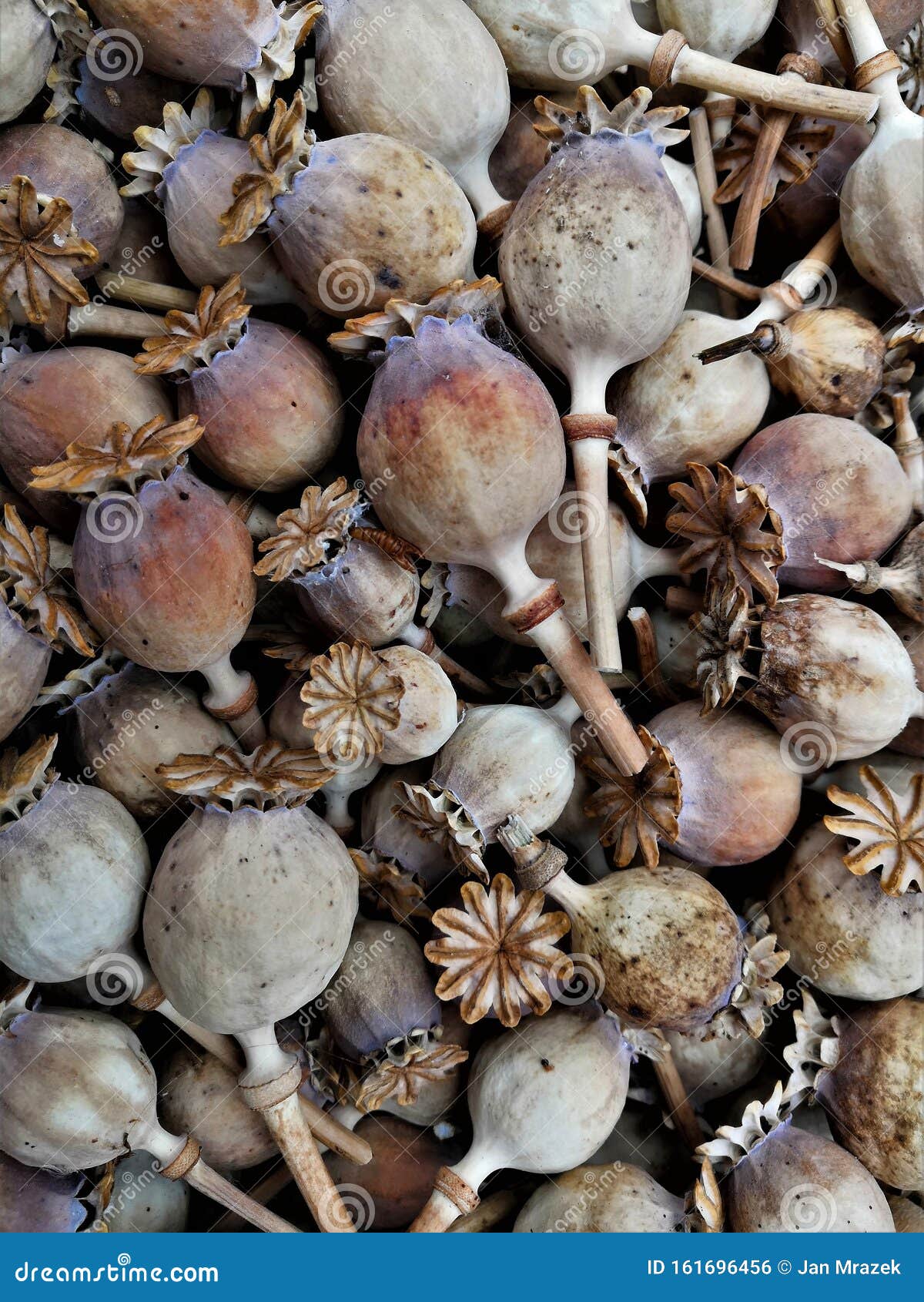 Dry poppy heads stock photo. Image of herb, close, heads - 161696456
