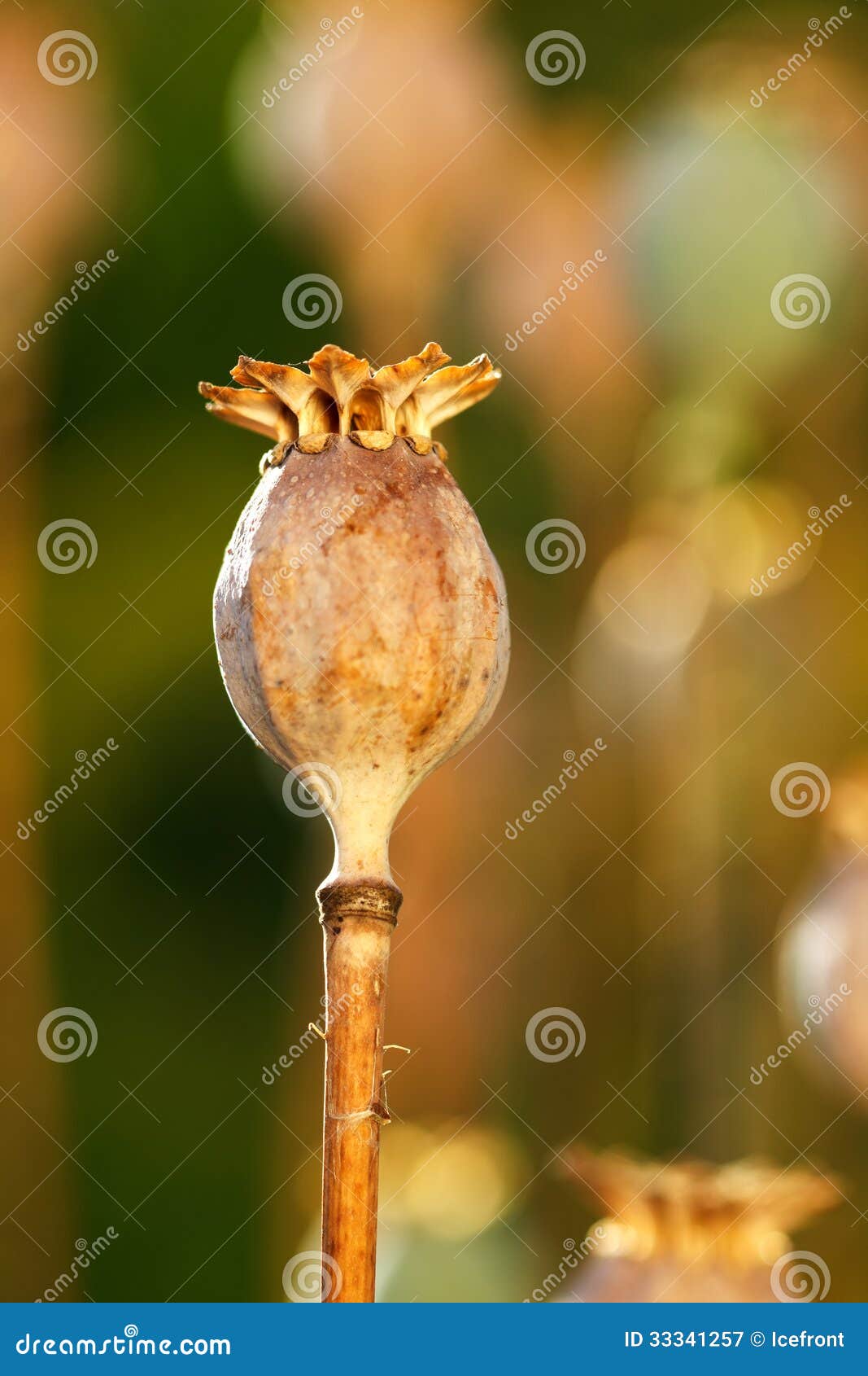Dry poppy pod stock image. Image of summer, brown, landscape - 33341257
