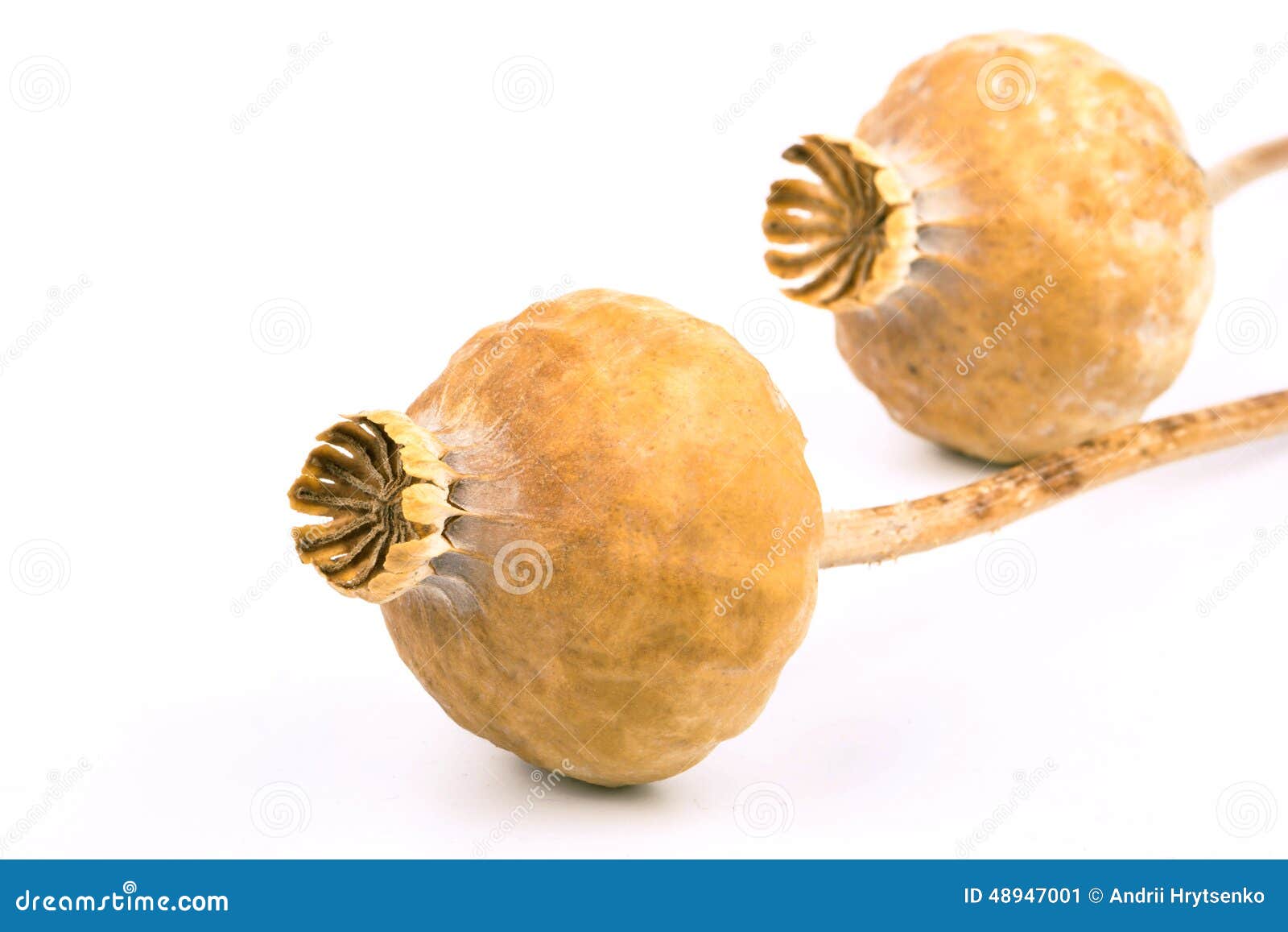 Dry poppy stock image. Image of herbal, objects, grain - 48947001