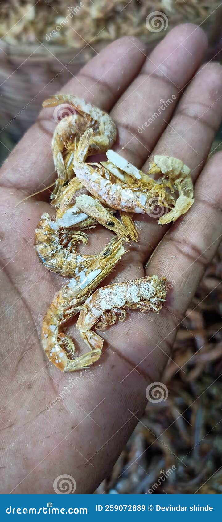 Dry prawn fish 8 stock image. Image of dish, amphibian - 259072889