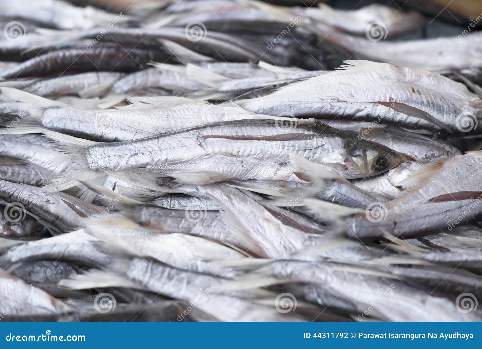 Dry Preserved Silver Fish in Market. Stock Photo - Image of protein ...