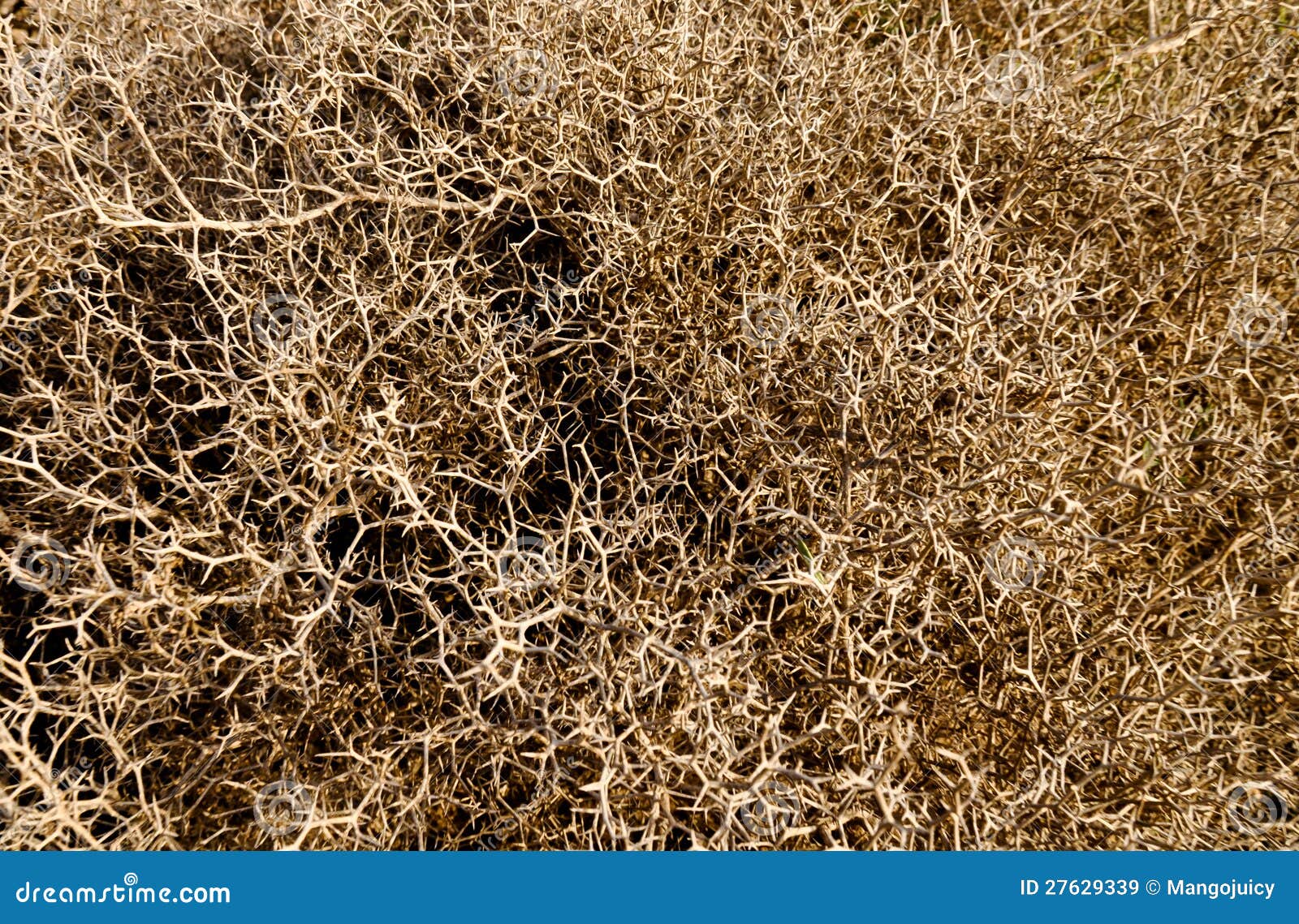 Dry Prickly Bush Background Stock Image - Image of exotic, macro: 27629339