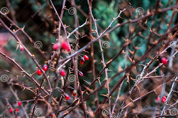 Dry and Prickly Bush with Red Berries Stock Photo - Image of flora ...