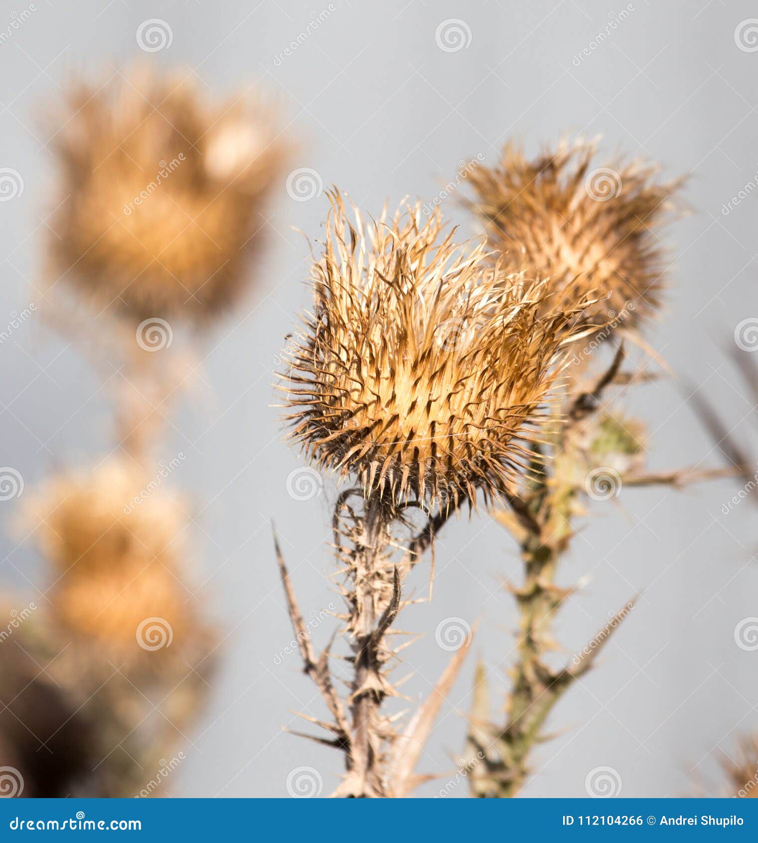 Dry Prickly Plant in Nature Stock Photo - Image of brown, natural ...