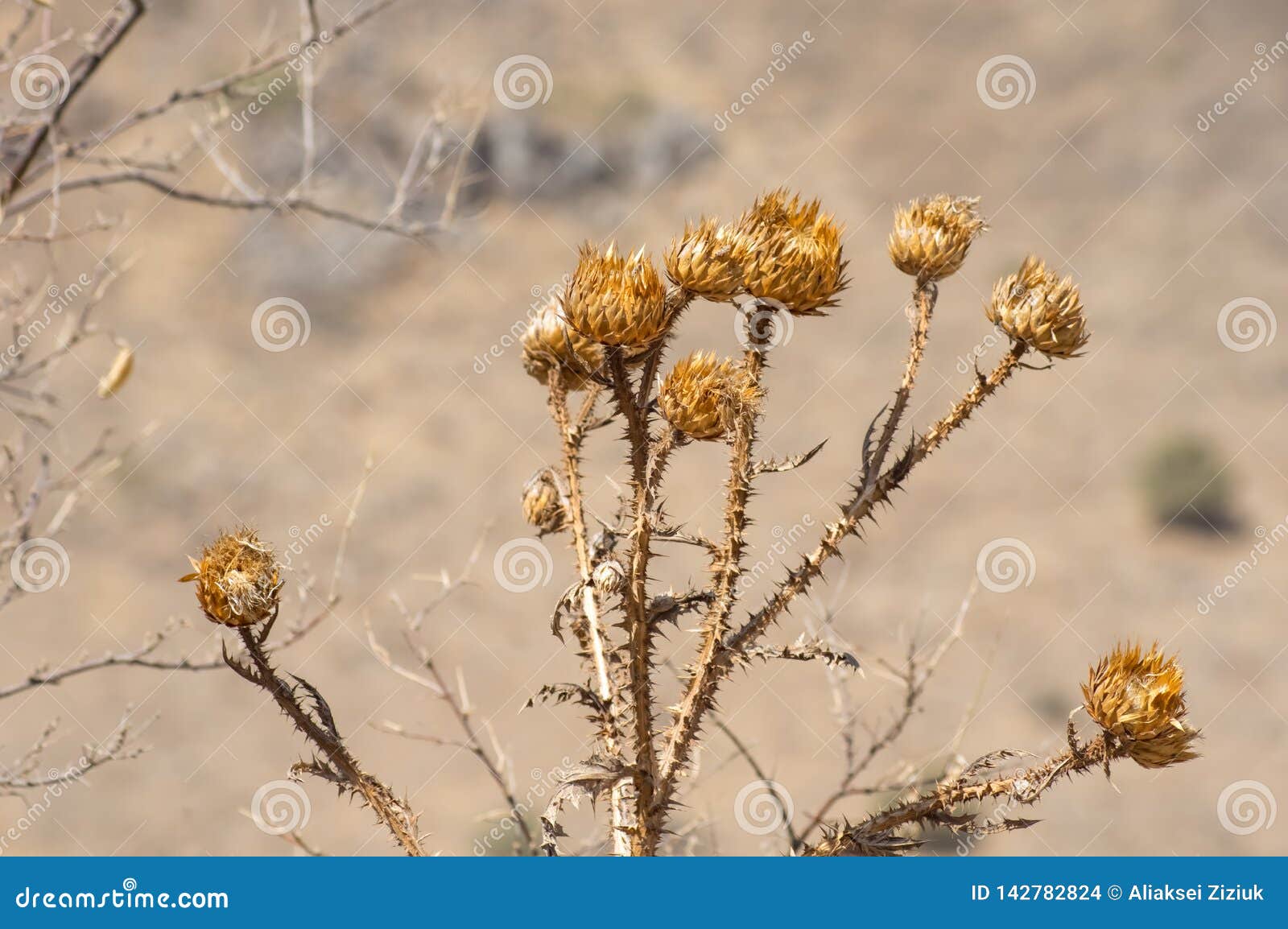 Dry Prickly Plant, Thistle. Stock Photo - Image of plant, desert: 142782824