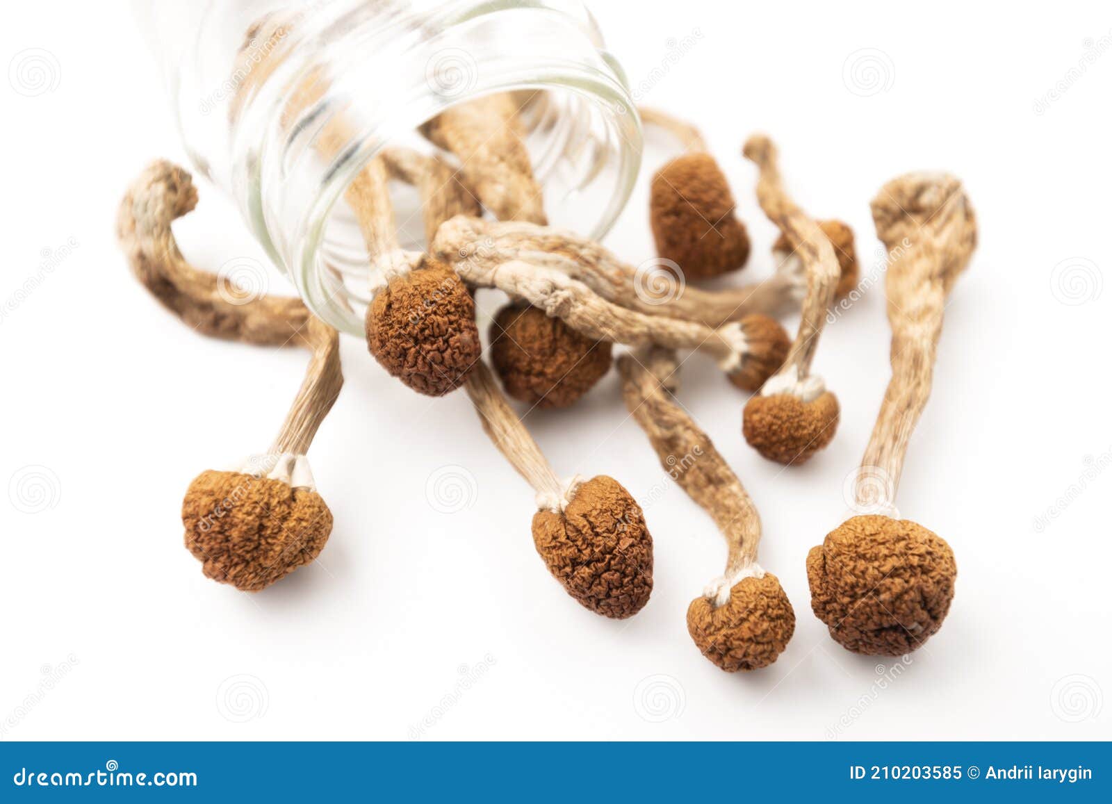 Dry psilocybin mushrooms stock image. Image of hallucinogen - 210203585