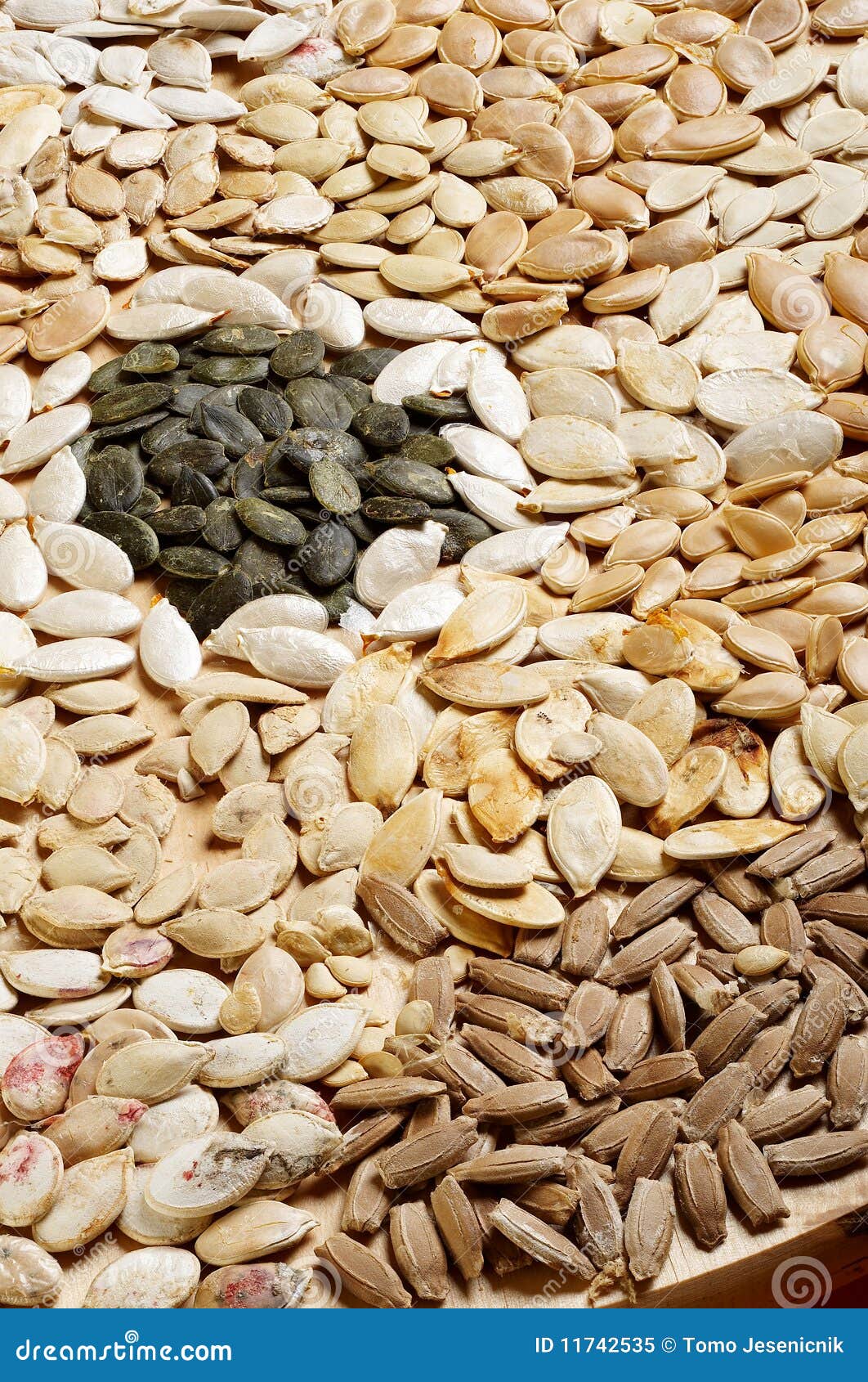 Dry pummpkin seed stock image. Image of agriculture, vegetable - 11742535