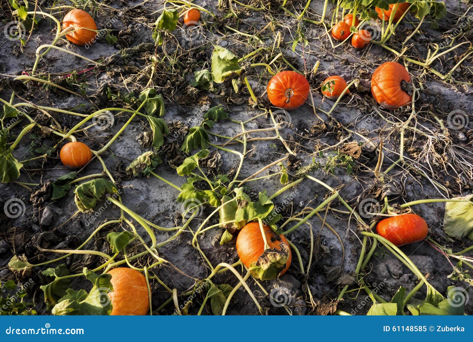 Dry pumpkin field stock image. Image of growing, leaves - 61148585