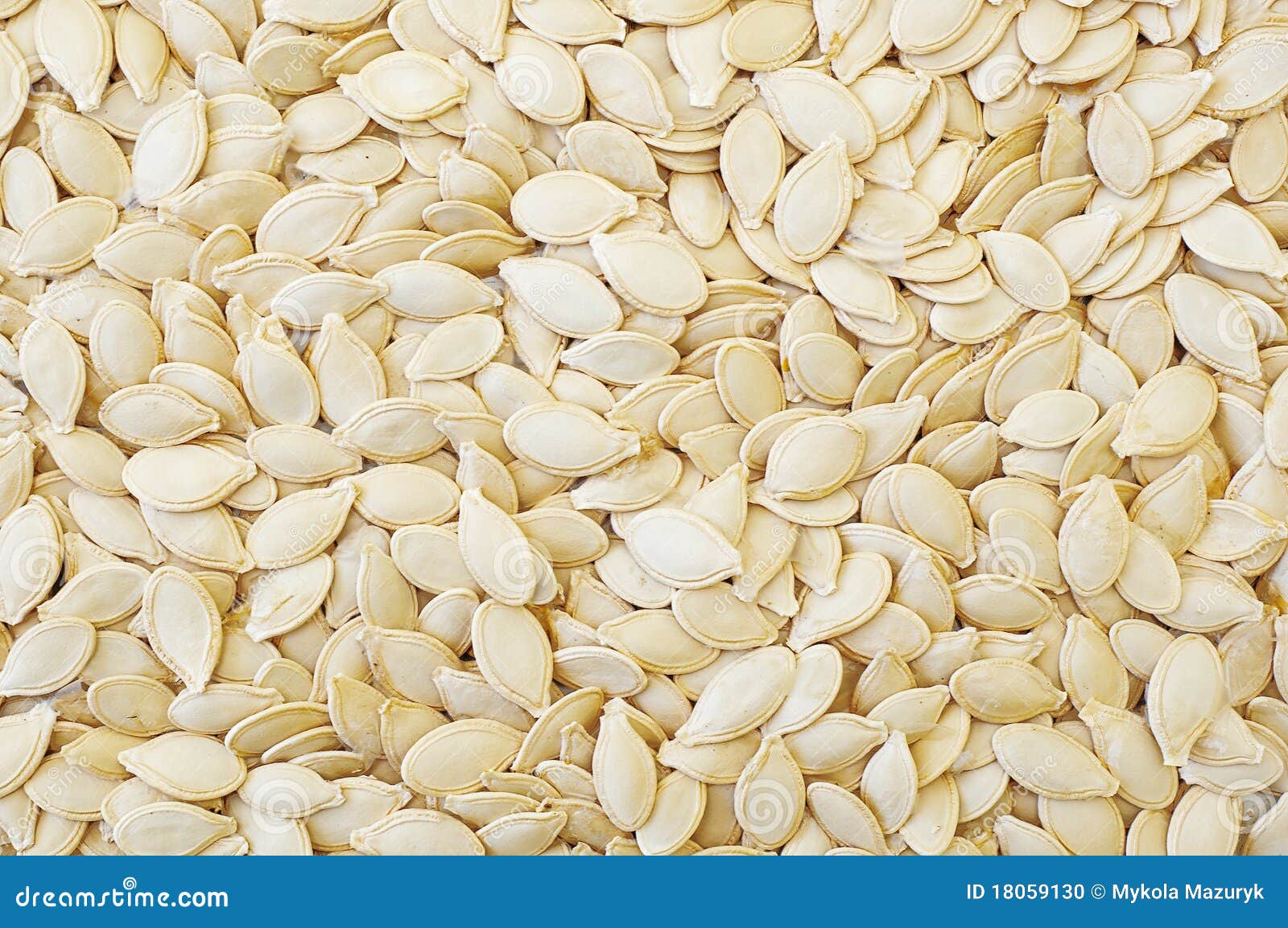 Dry pumpkin seeds stock photo. Image of kernel, agriculture - 18059130