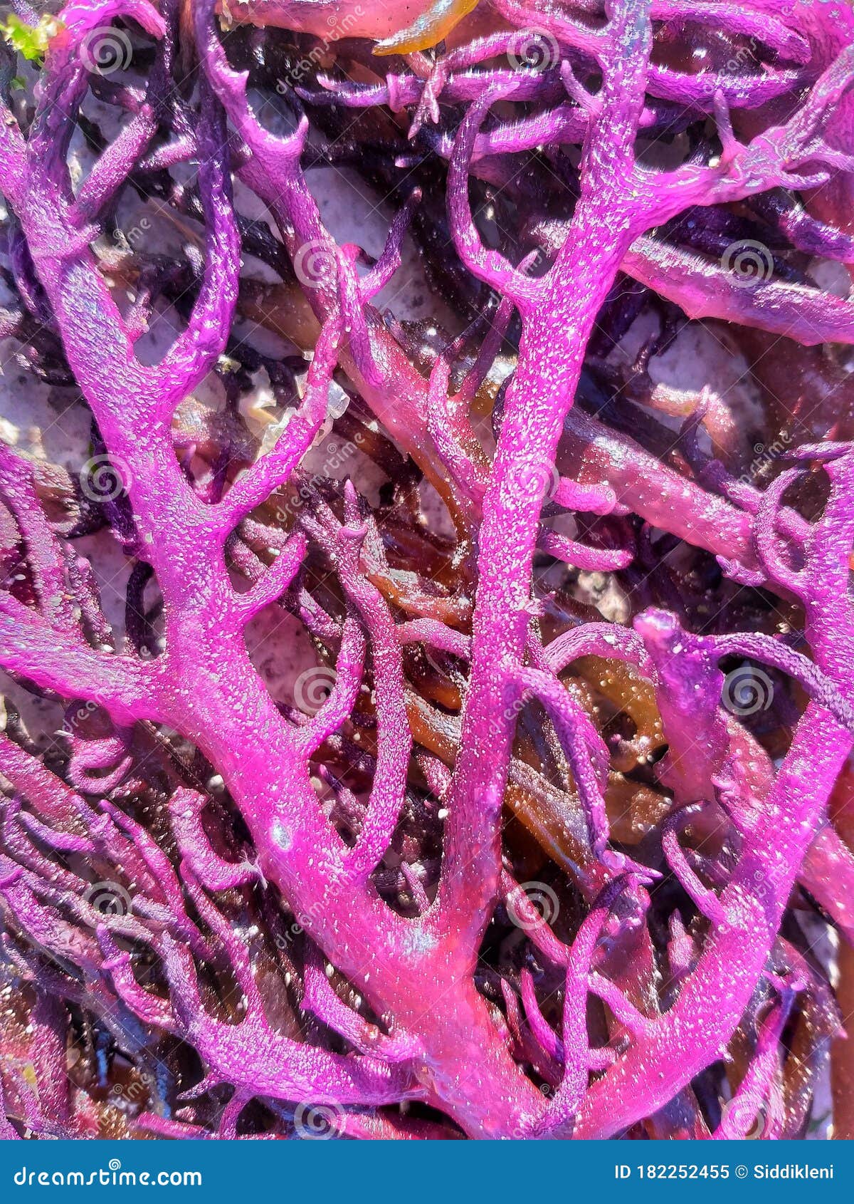 Dry purple seaweed stock image. Image of seaweed, pink - 182252455