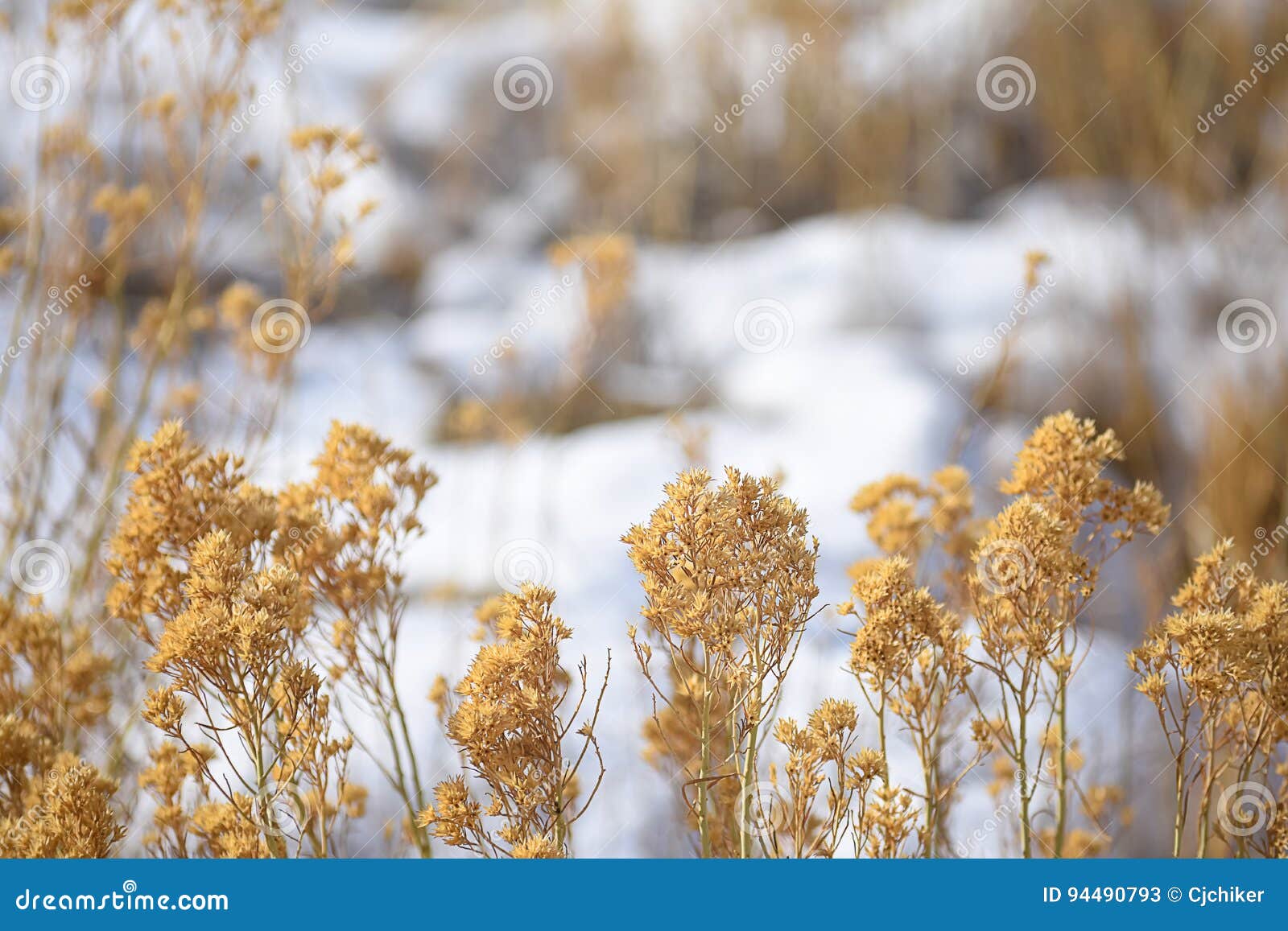 Dry Rabbit Brush in Winter stock image. Image of natural - 94490793